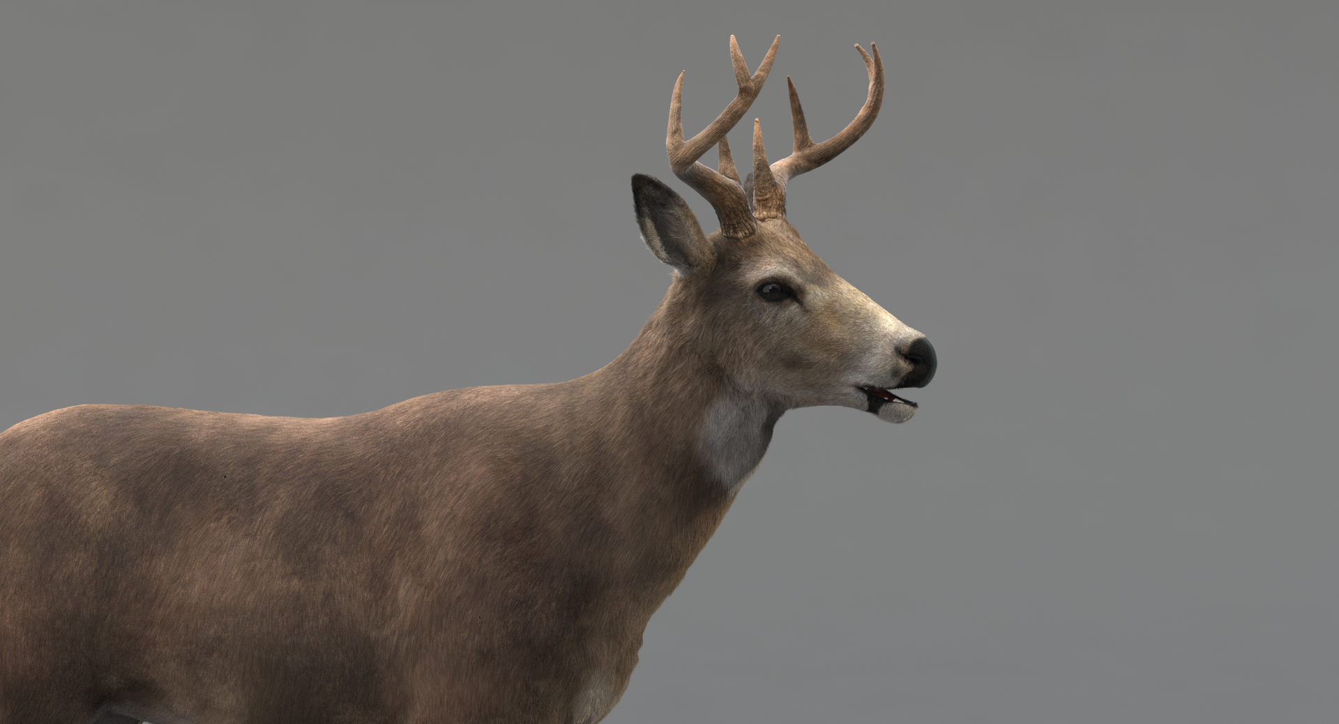 deer rigged fur 3d model