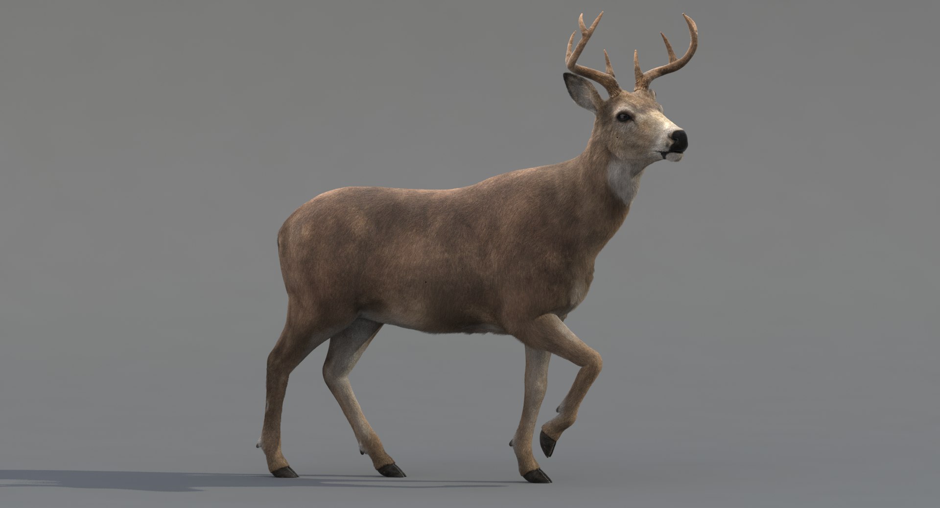 Deer Rigged Fur 3d Model