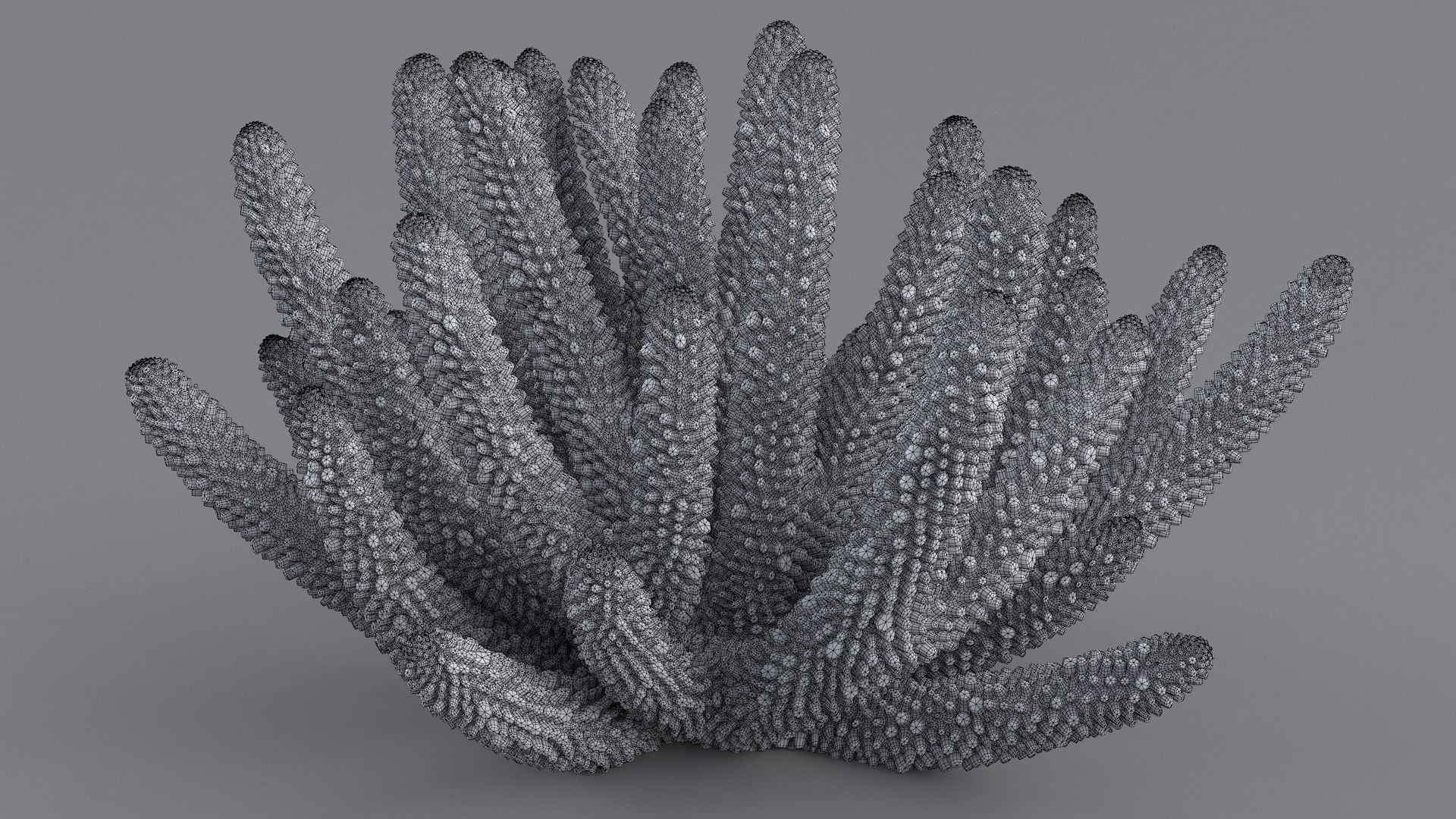 Coral 5 S 3D Model - TurboSquid 1585552