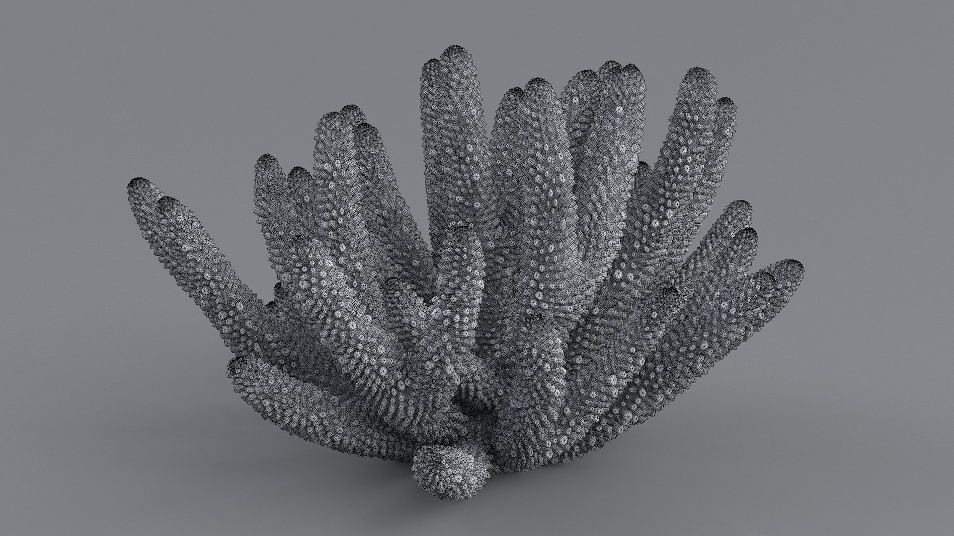 Coral 5 S 3D Model - TurboSquid 1585552