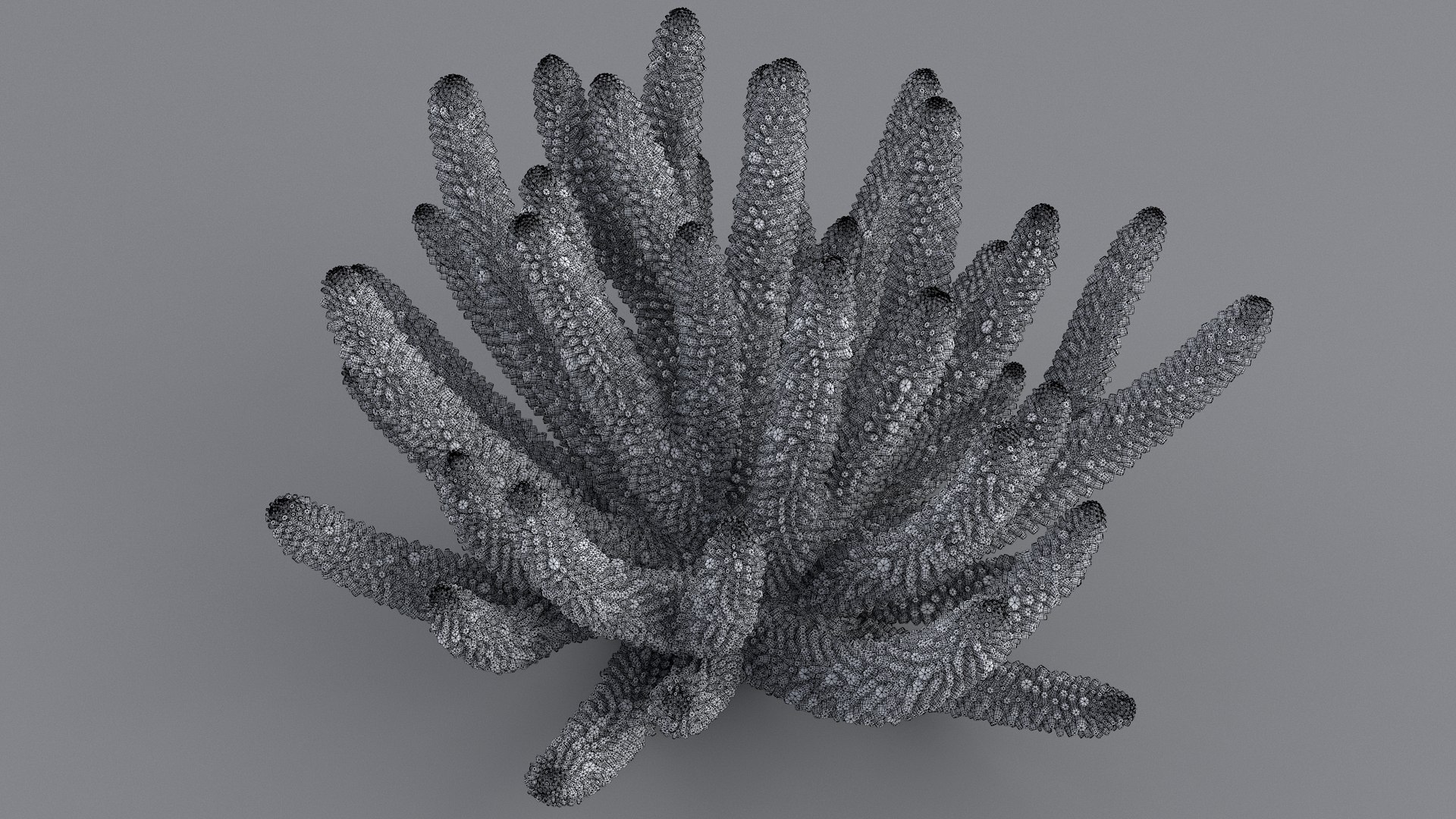 Coral 5 S 3D Model - TurboSquid 1585552