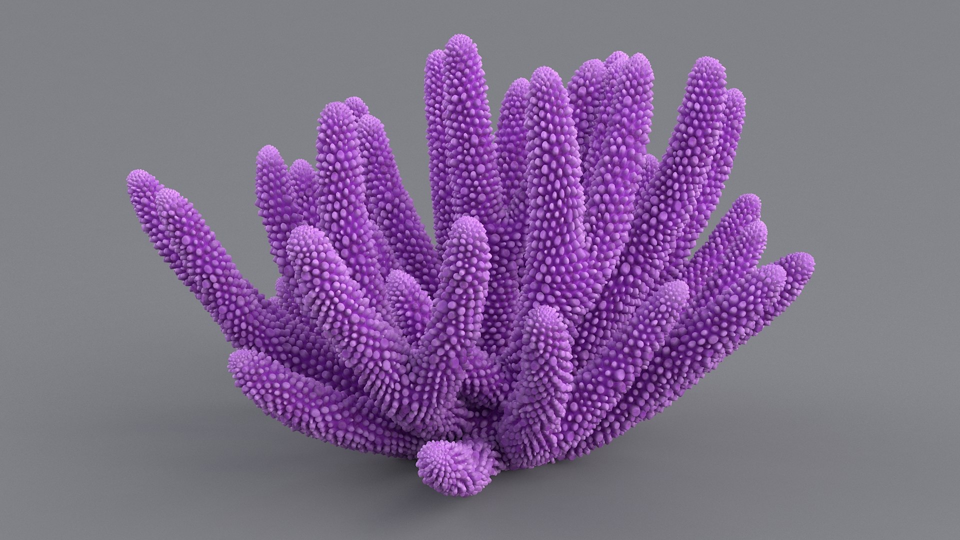 Coral 5 S 3D Model - TurboSquid 1585552