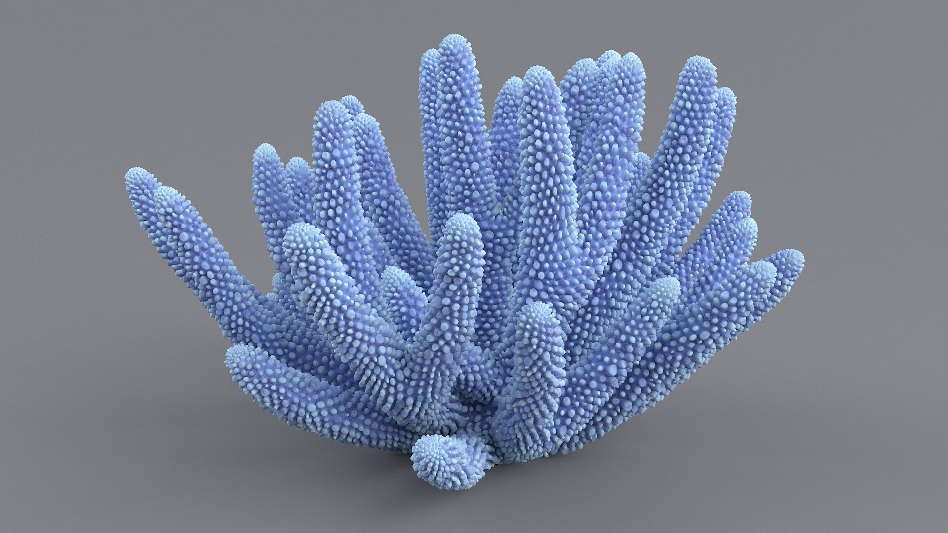 Coral 5 S 3D Model - TurboSquid 1585552