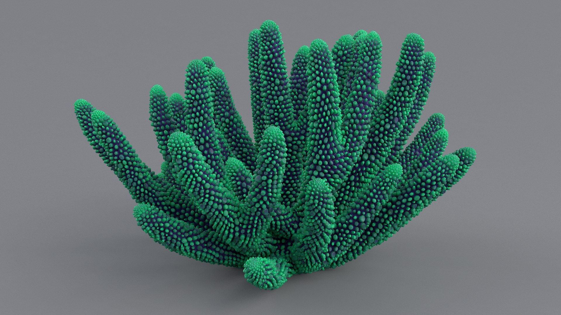Coral 5 S 3D Model - TurboSquid 1585552