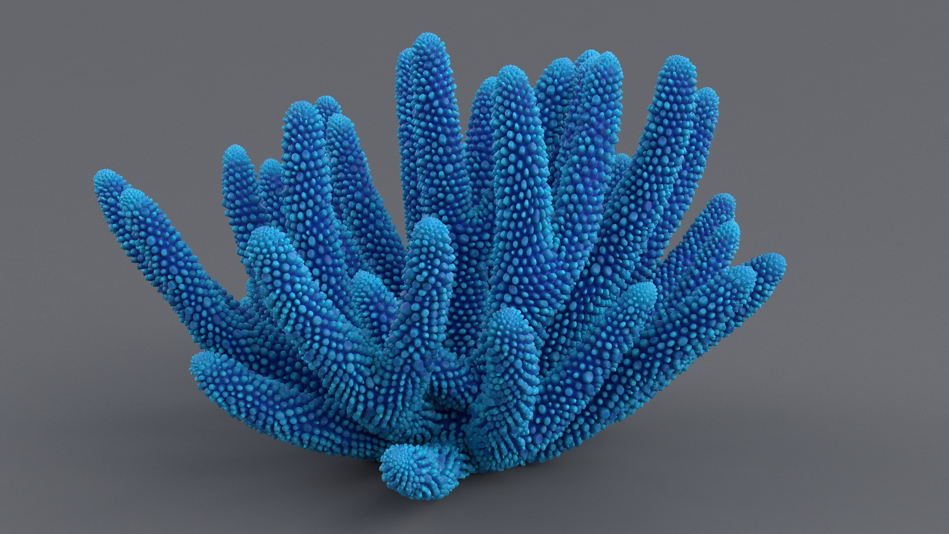 Coral 5 S 3D Model - TurboSquid 1585552