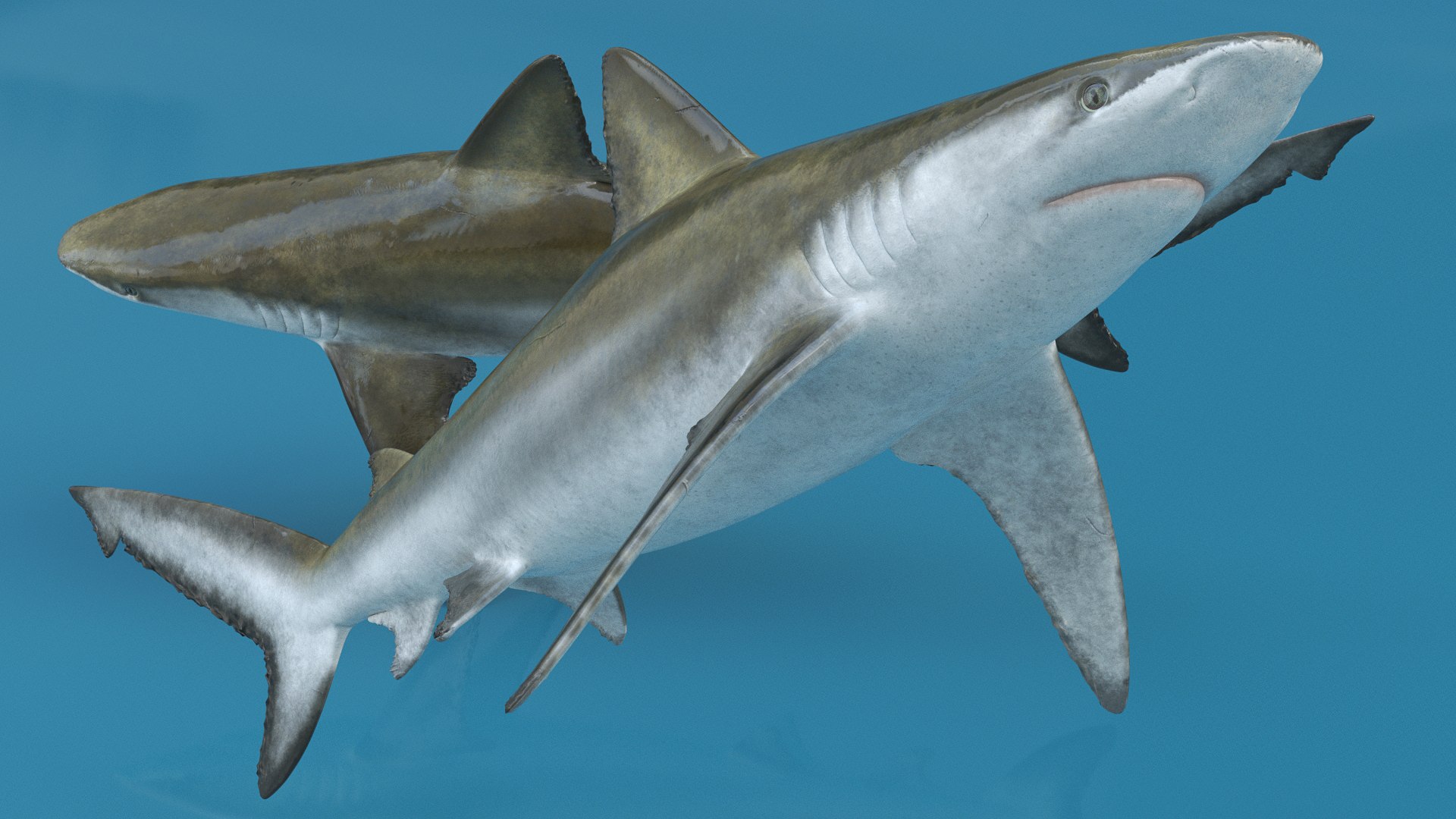 3D Realistic Bignose Shark - TurboSquid 2386057