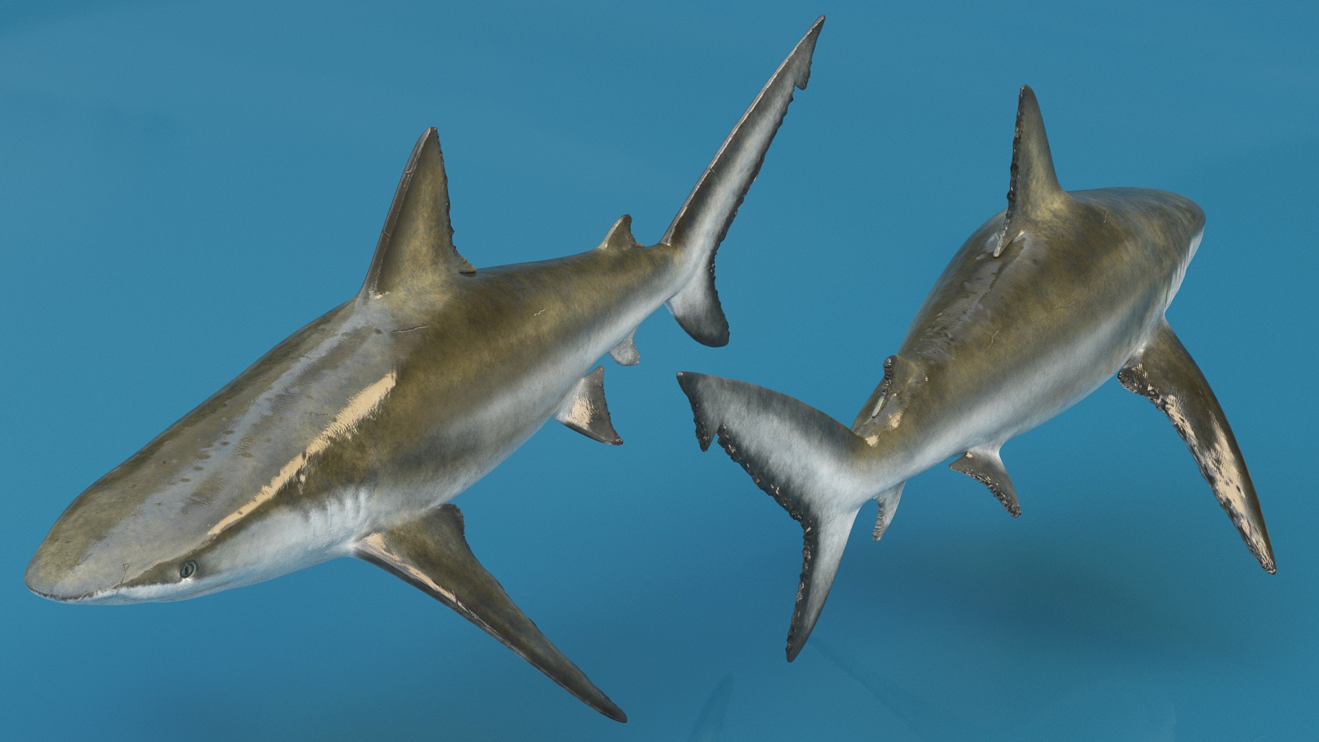 3D Realistic Bignose Shark - TurboSquid 2386057