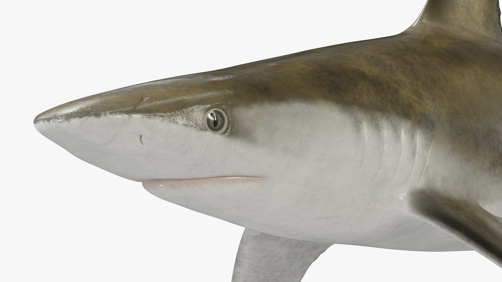 3D Realistic Bignose Shark - TurboSquid 2386057