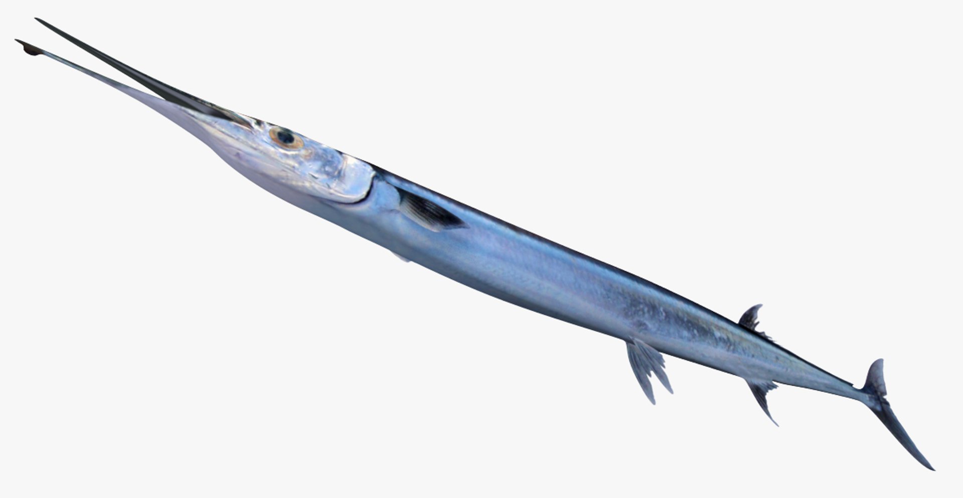 Needlefish Collection 3D - TurboSquid 1813890