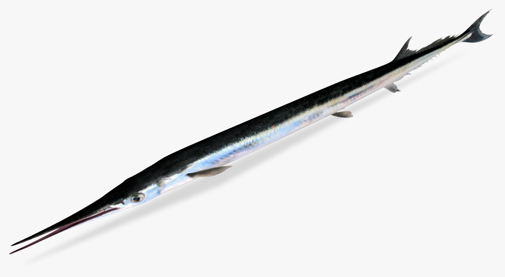 Needlefish Collection 3D - TurboSquid 1813890