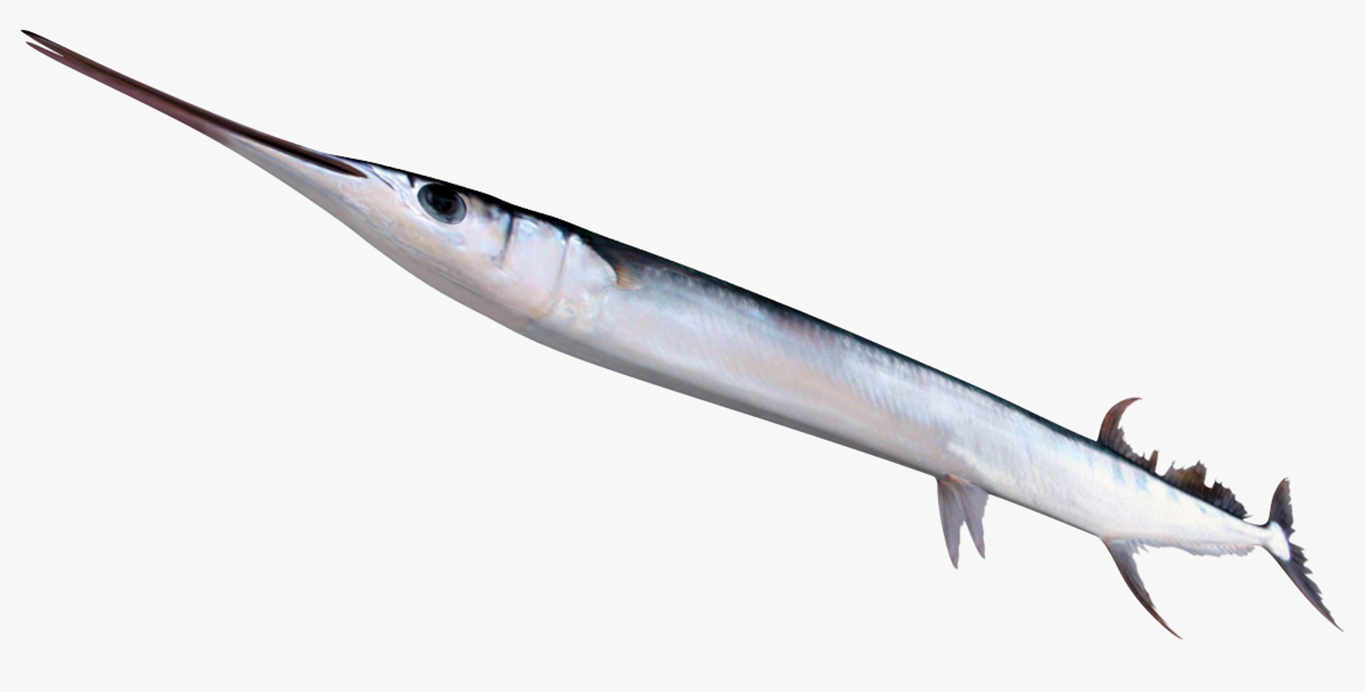 Needlefish Collection 3D - TurboSquid 1813890