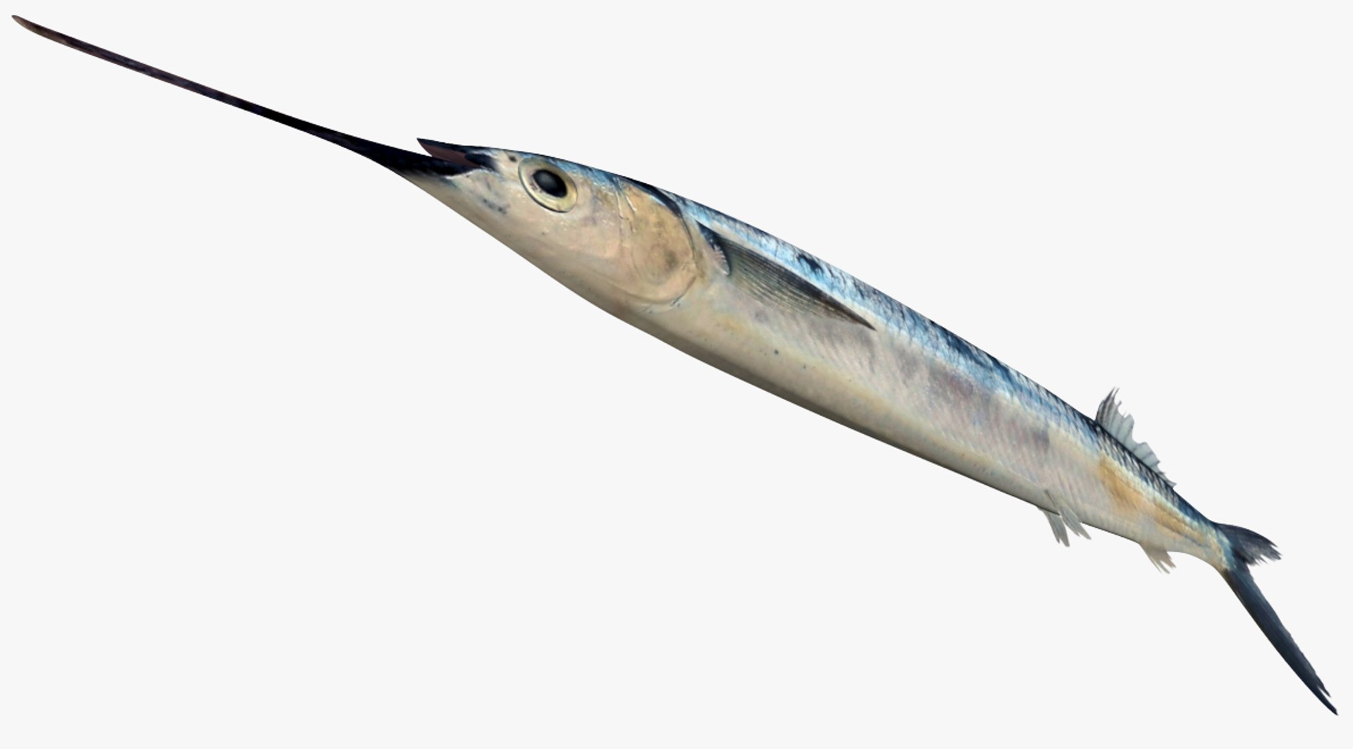 Needlefish Collection 3D - TurboSquid 1813890