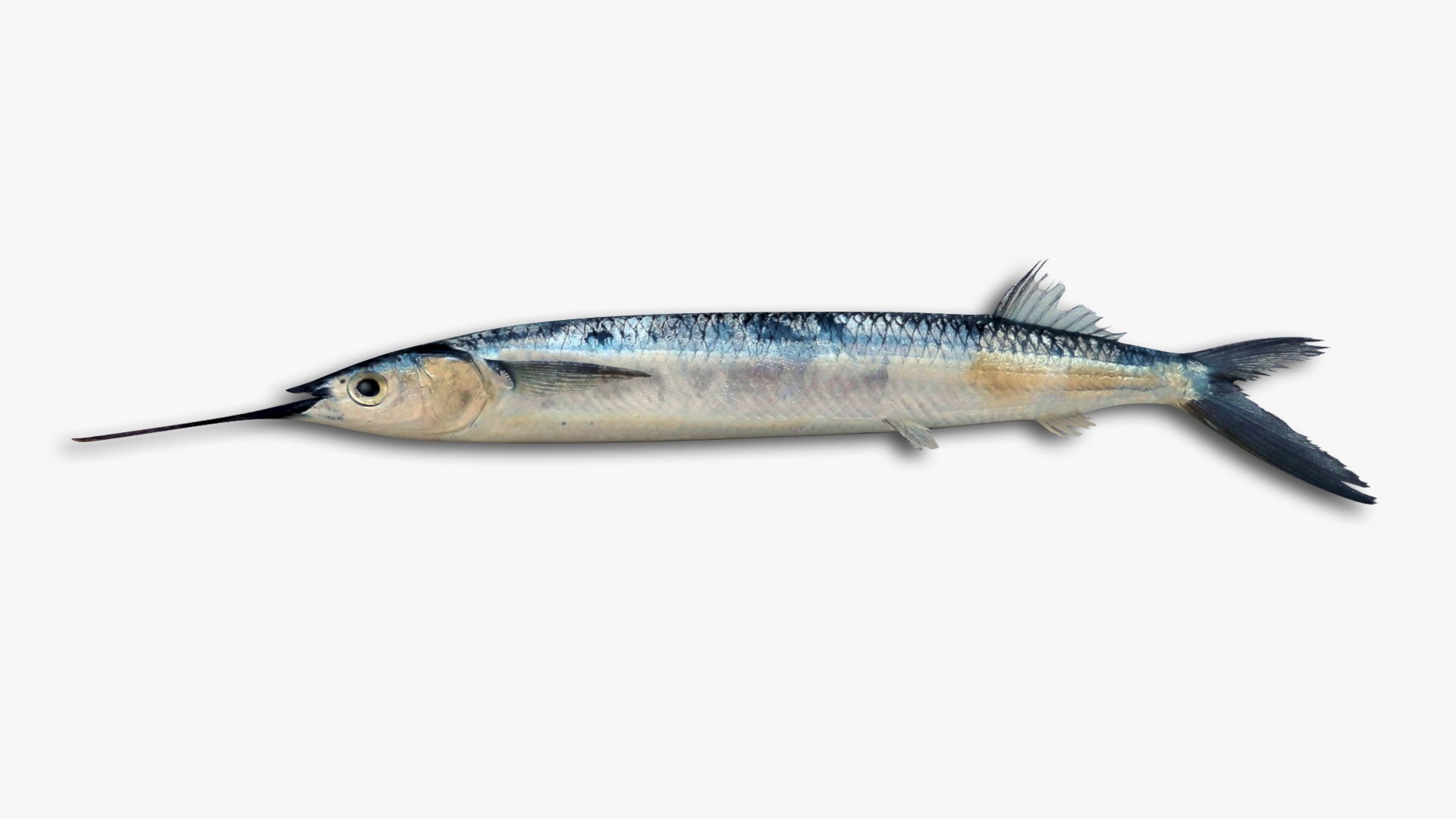 Needlefish Collection 3D - TurboSquid 1813890