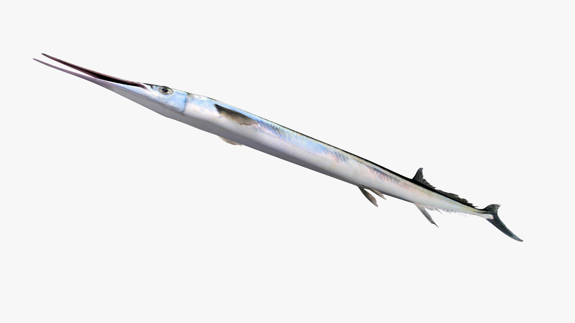 Needlefish Collection 3D - TurboSquid 1813890