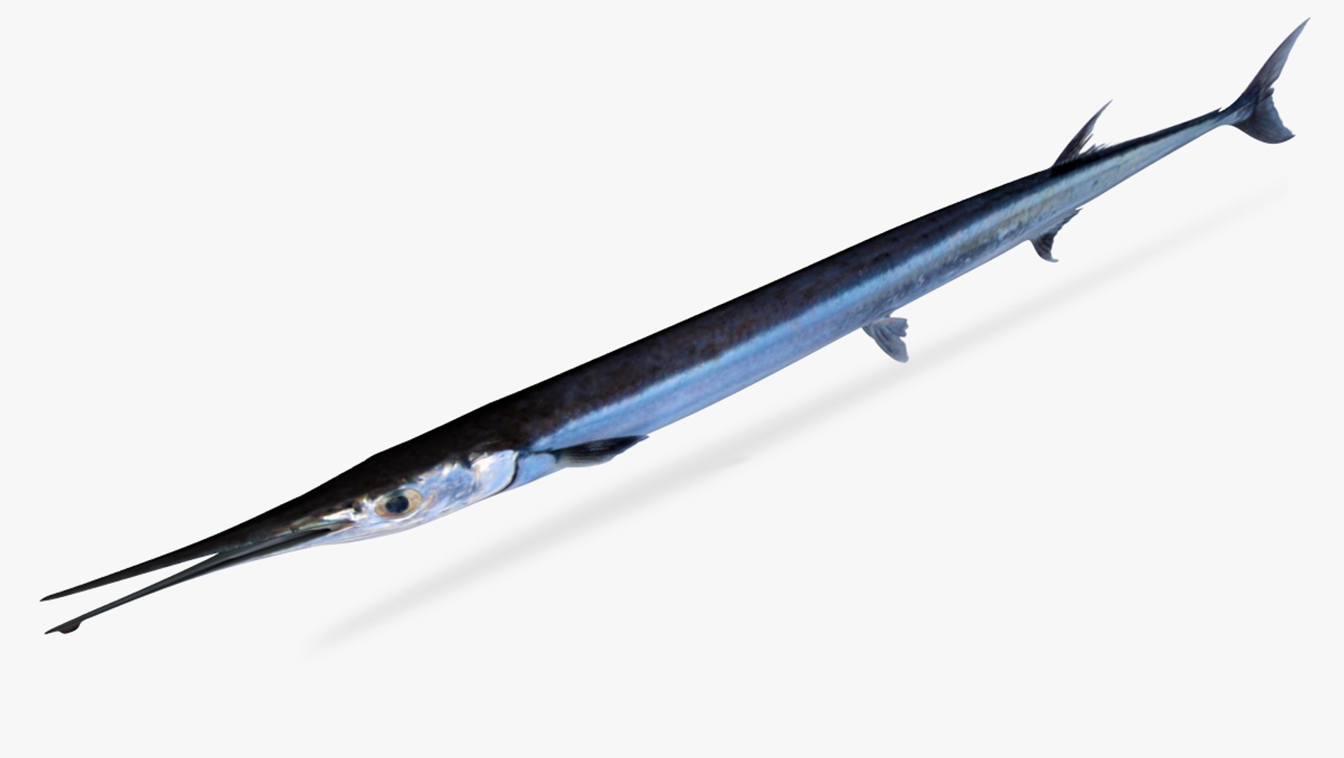 Needlefish Collection 3D - TurboSquid 1813890