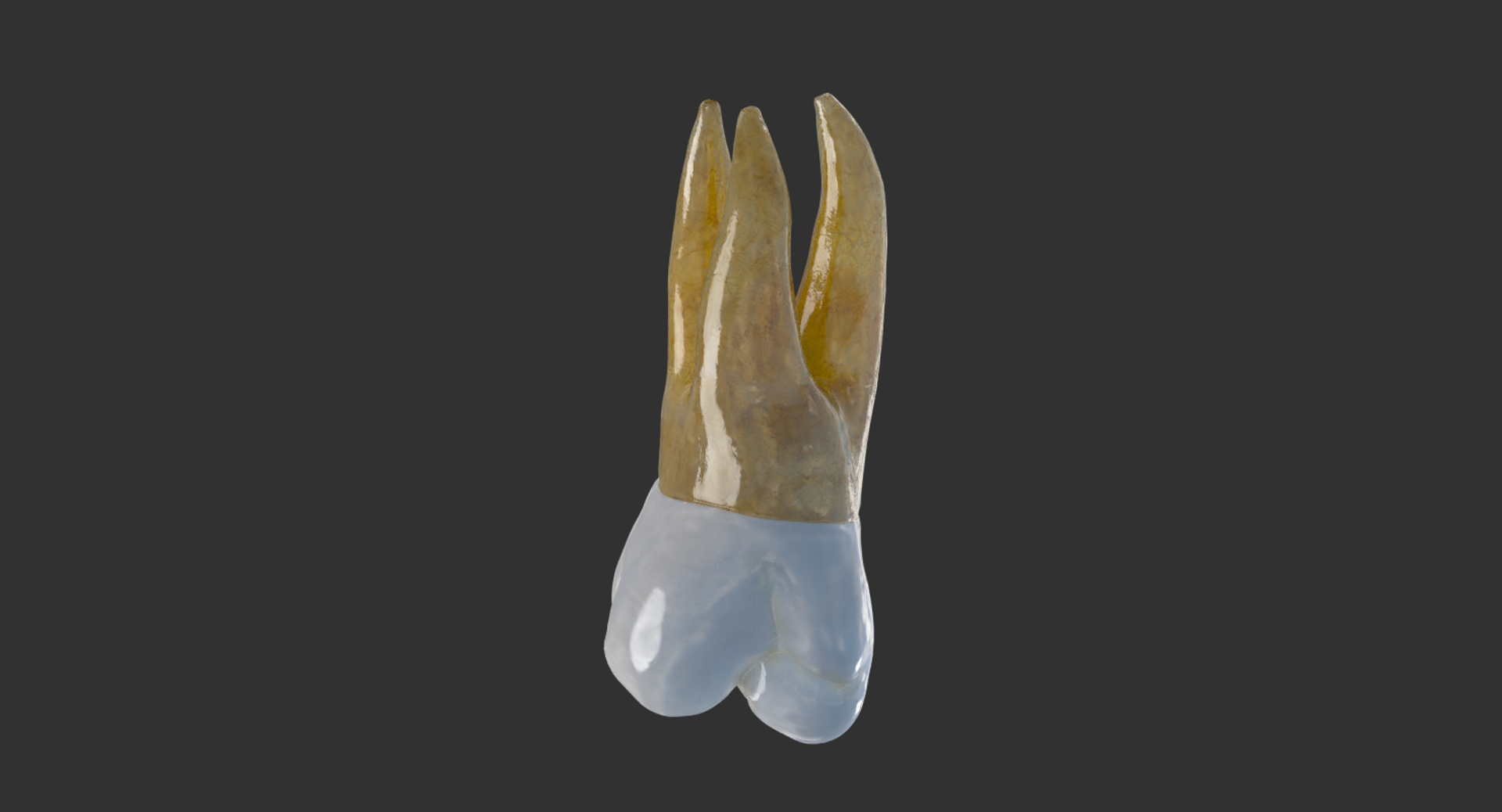Upper Molar 3D - TurboSquid 1249395