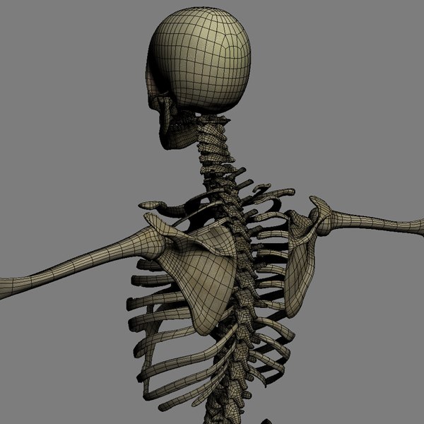 modelo 3d Human Skeleton 3ds Max Rigged - TurboSquid 637323