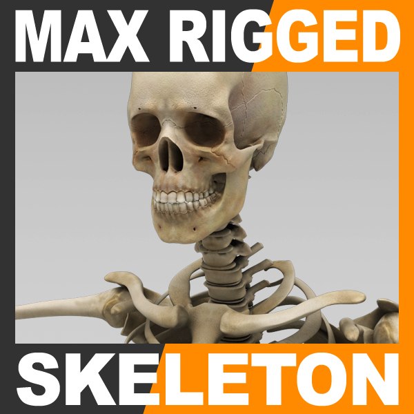 modelo 3d Human Skeleton 3ds Max Rigged - TurboSquid 637323