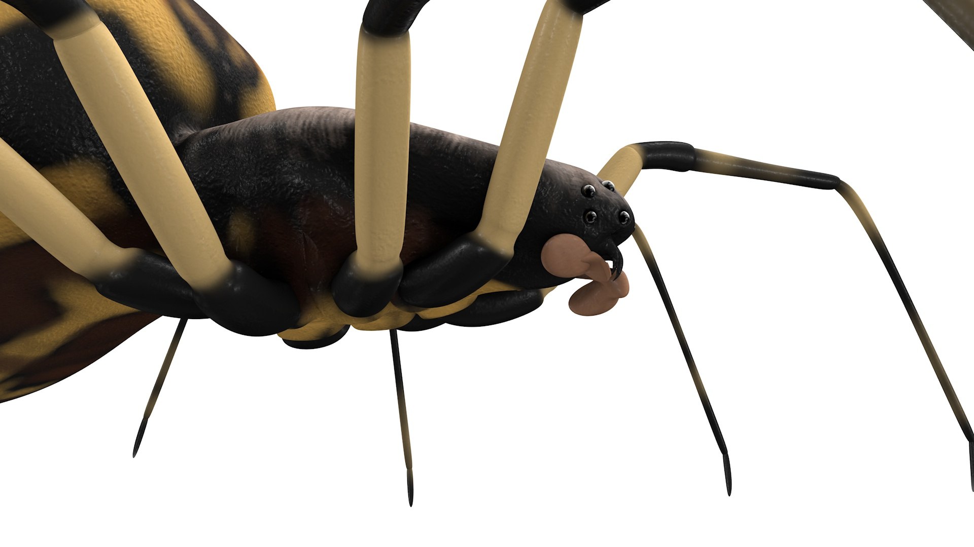 3D Writing Spider - TurboSquid 1540784