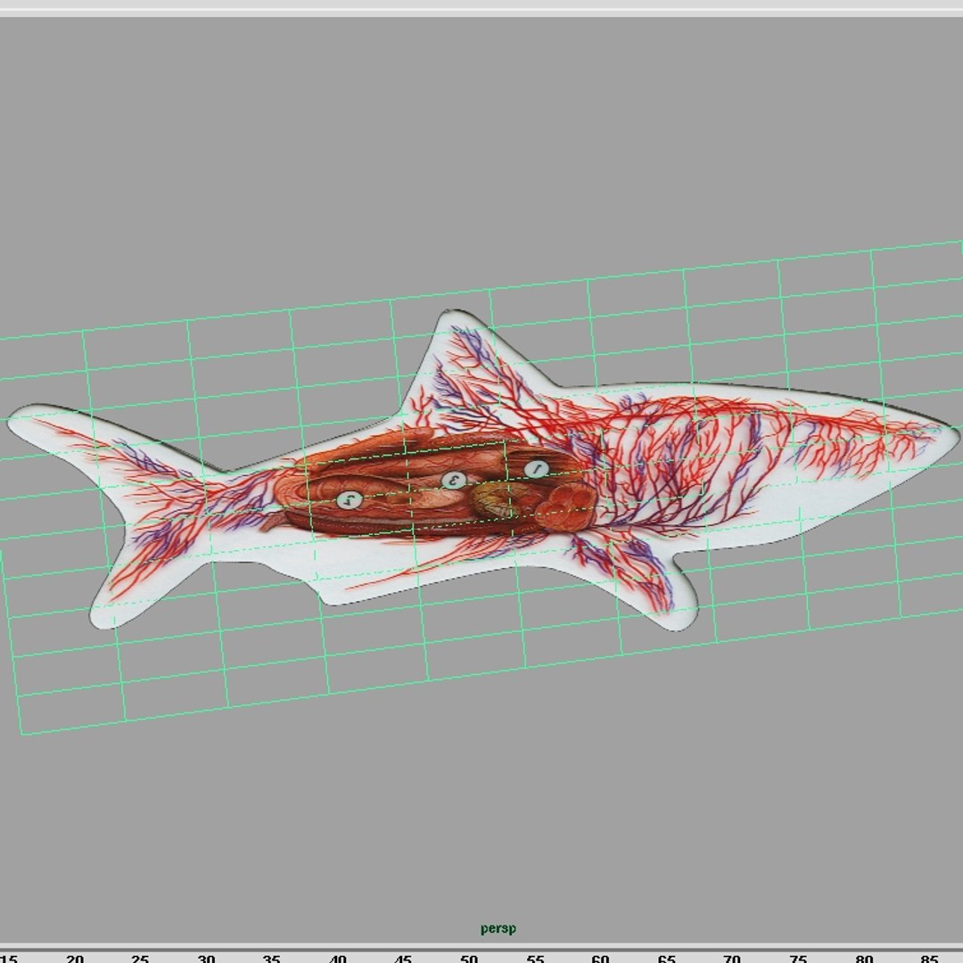 Simple Shark Ma