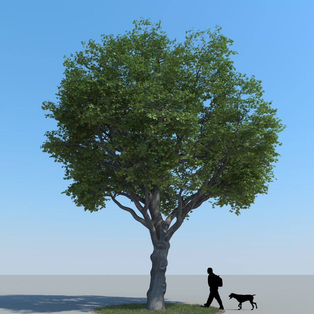 realistic maple tree 3d model