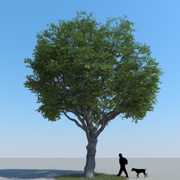 realistic maple tree 3d model