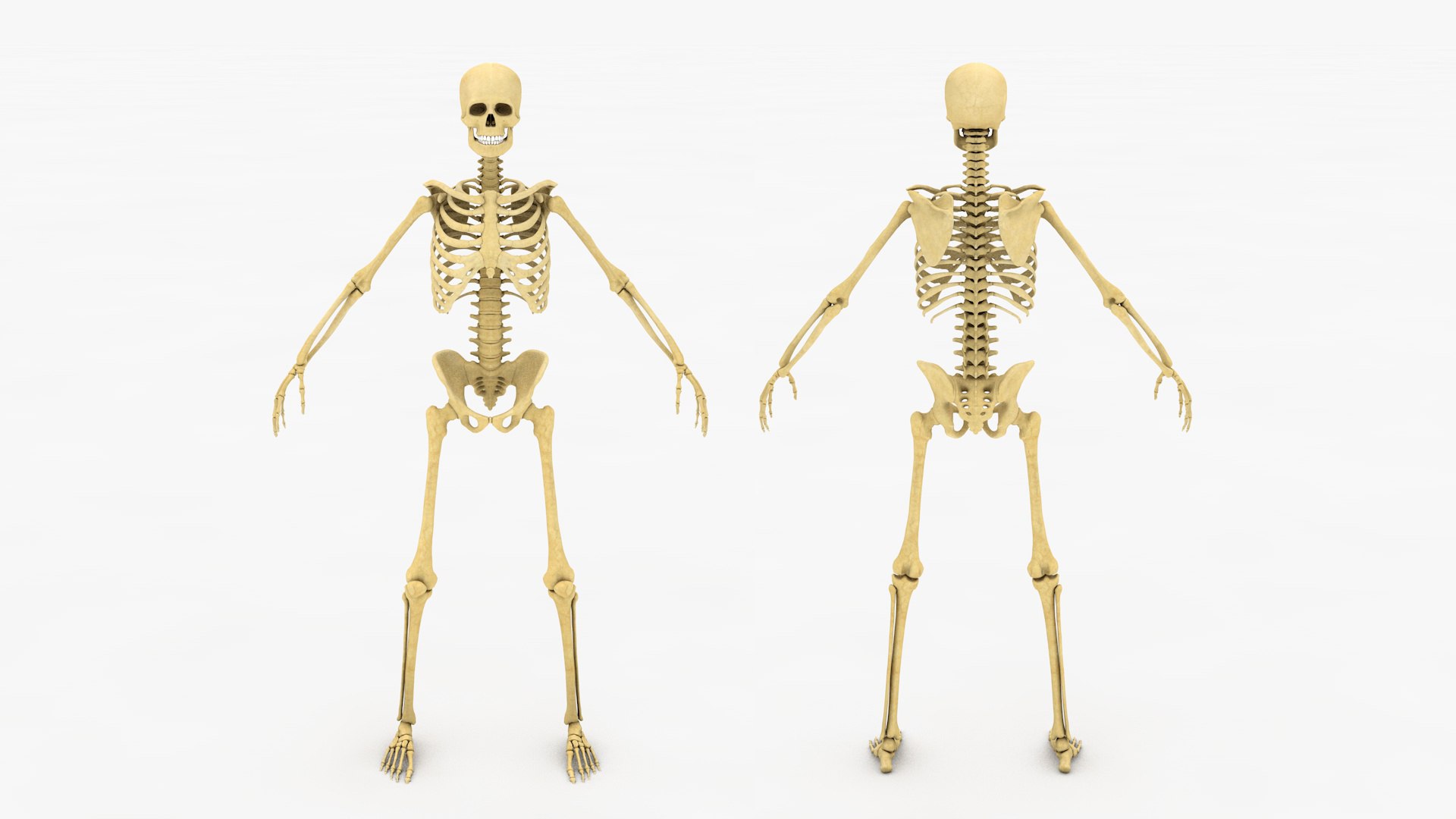 Male Skeleton 3D Model - TurboSquid 1667685