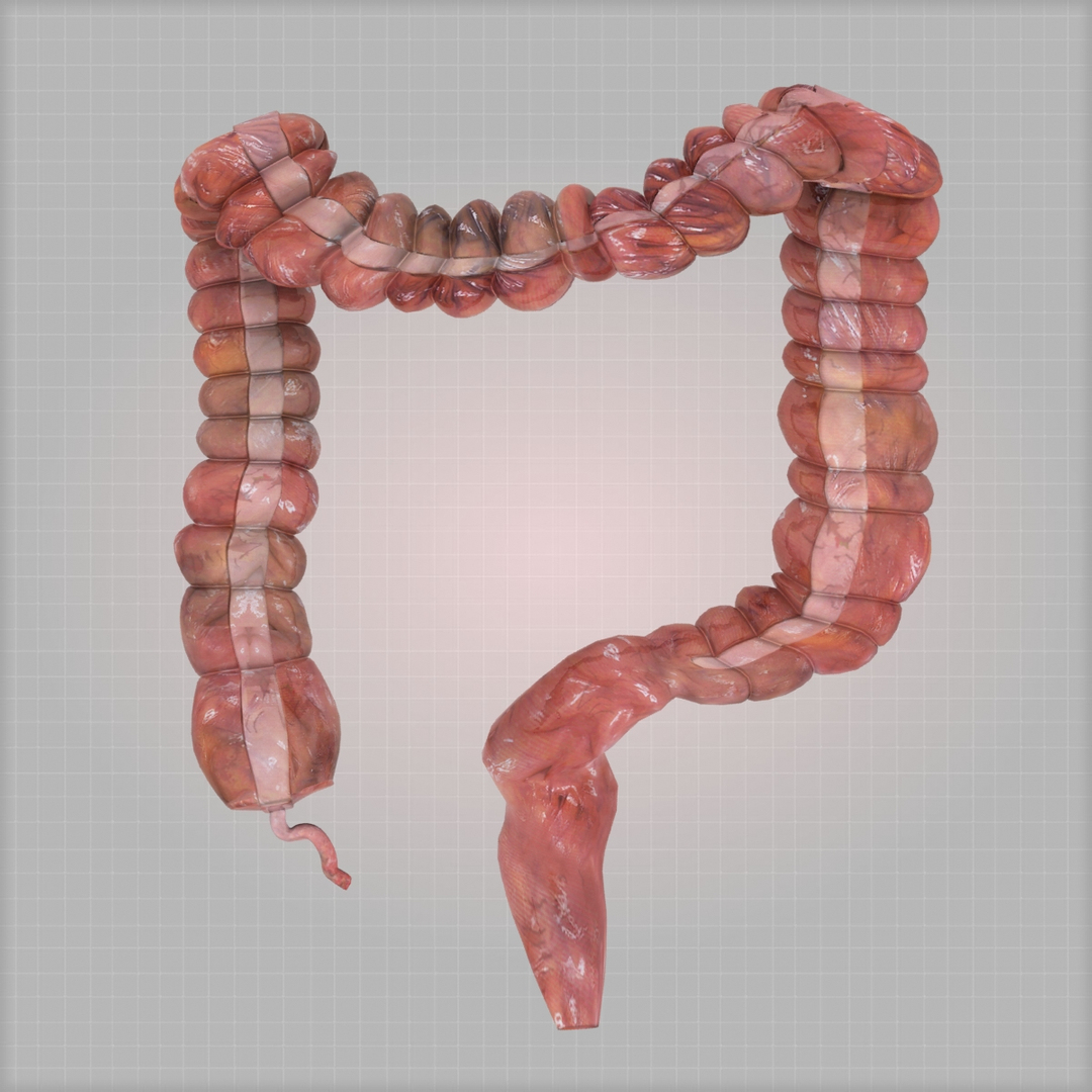 3ds Max Colon Large Intestine