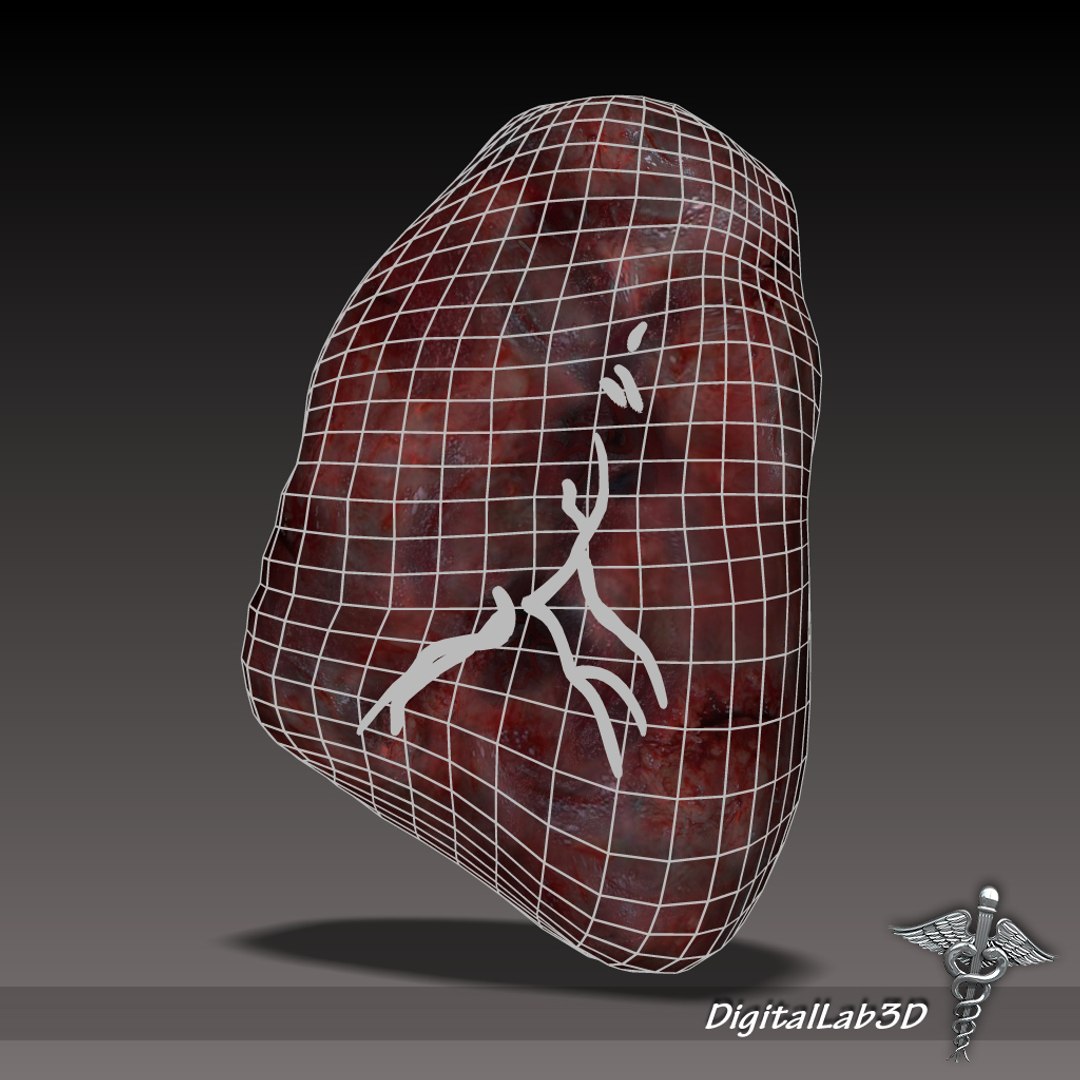 3d model spleen anatomy