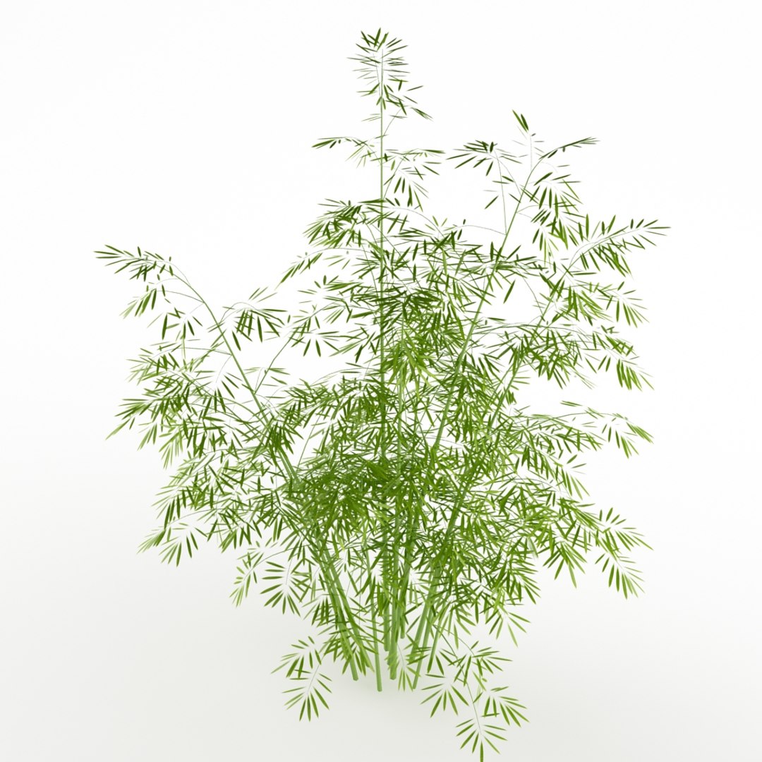 Bush Bamboo Garden 3d Model