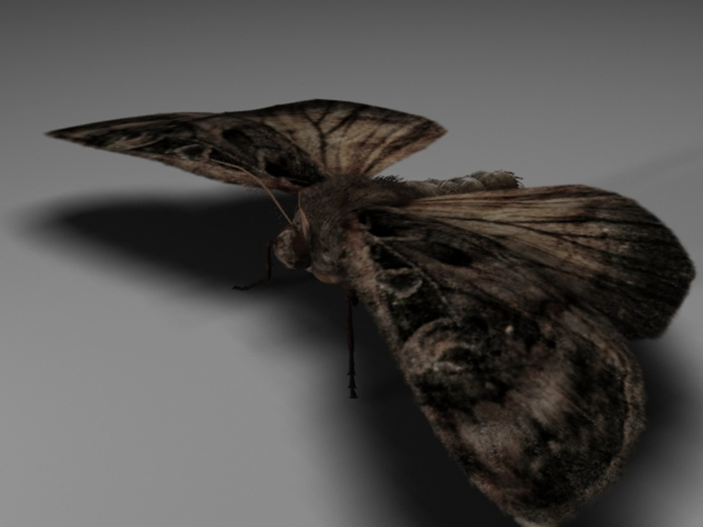 3d Moth Alpha Model