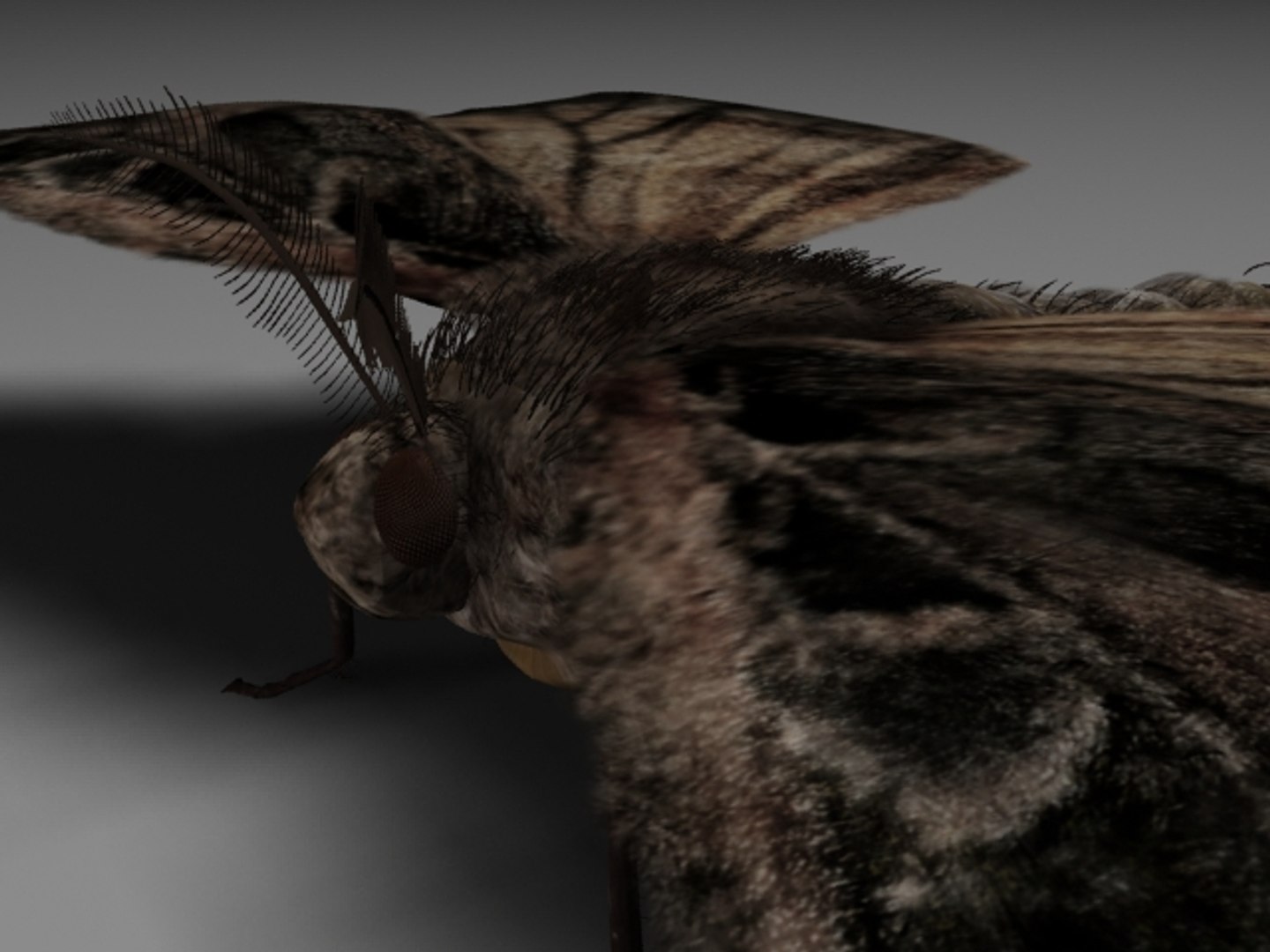 3d Moth Alpha Model