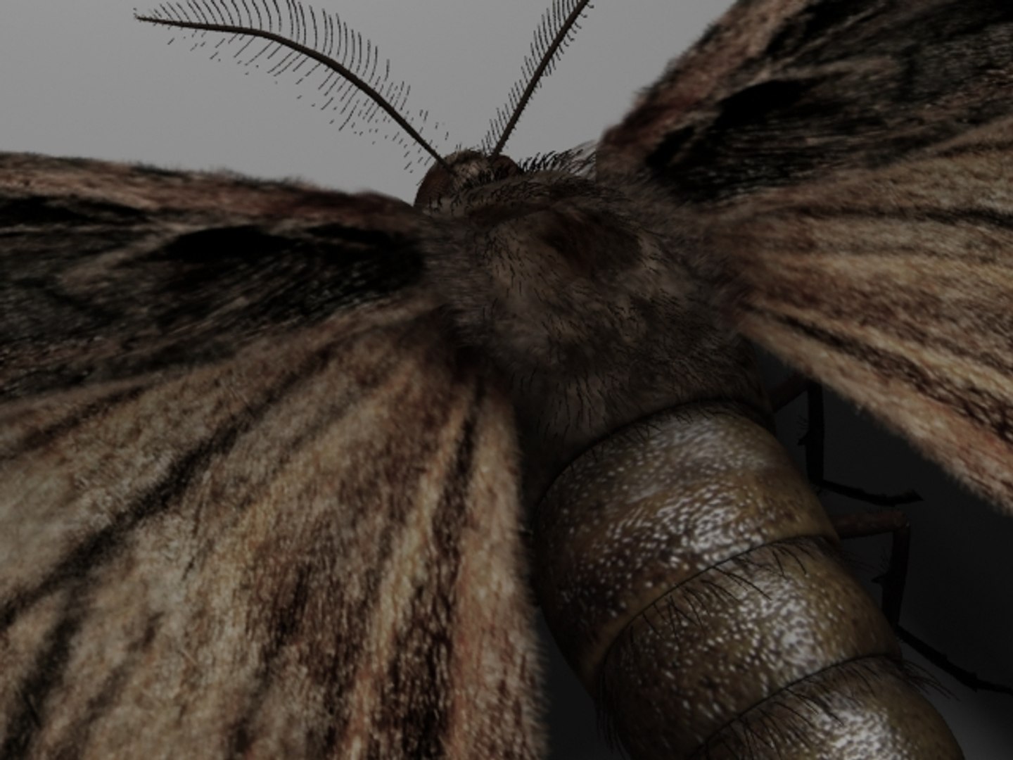3d Moth Alpha Model