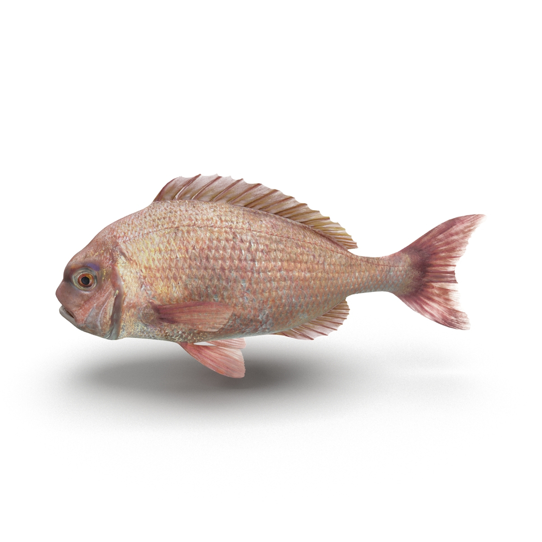 3d model bream fish
