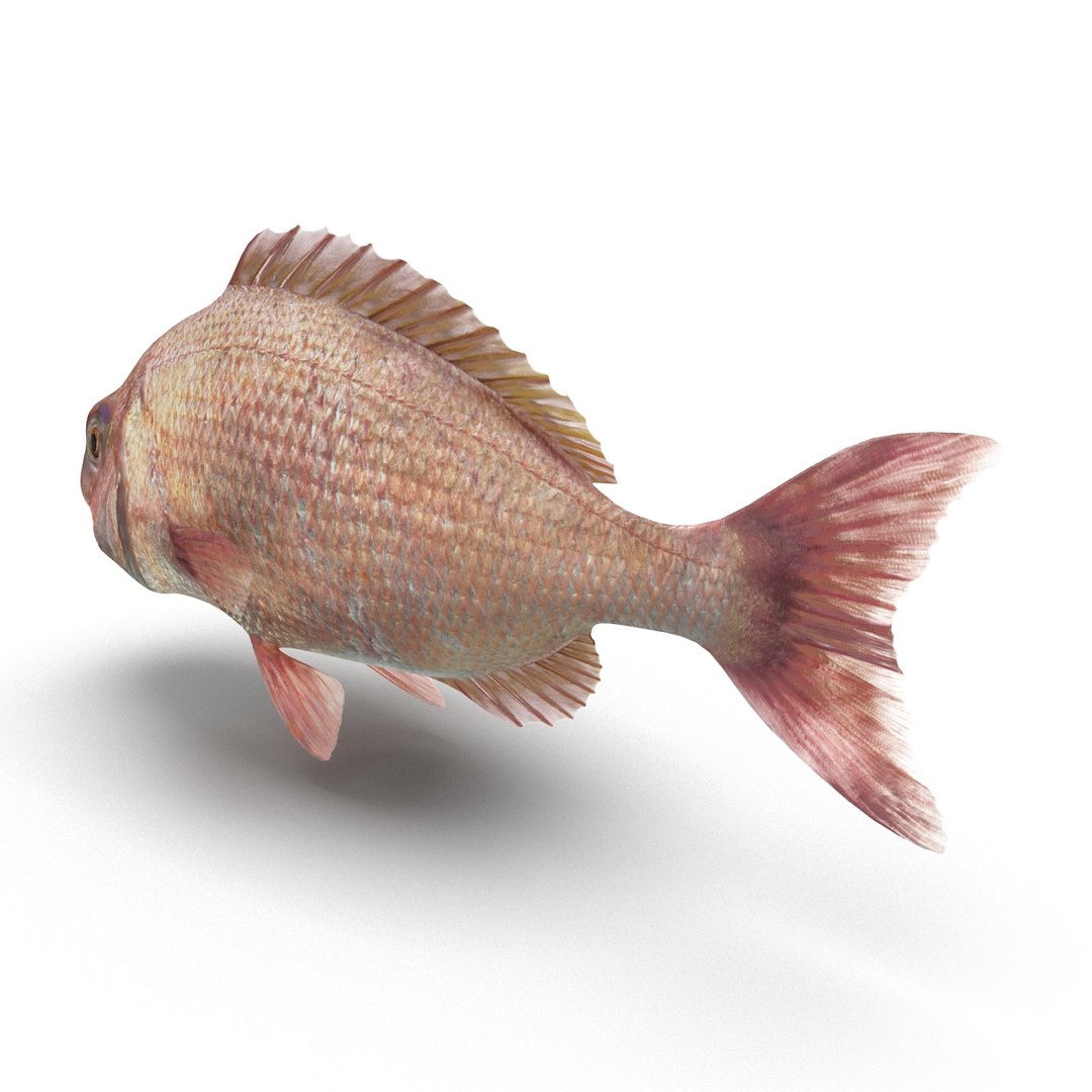 3d Model Bream Fish