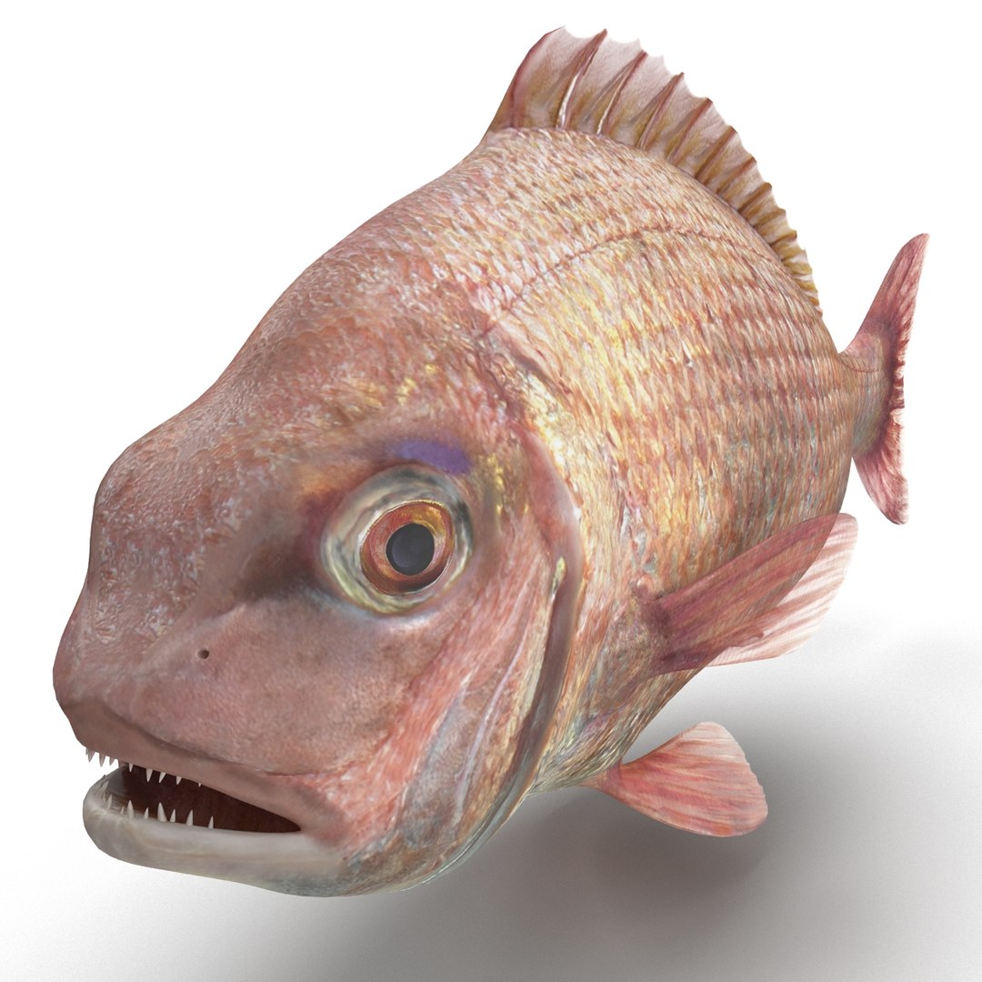 3d Model Bream Fish
