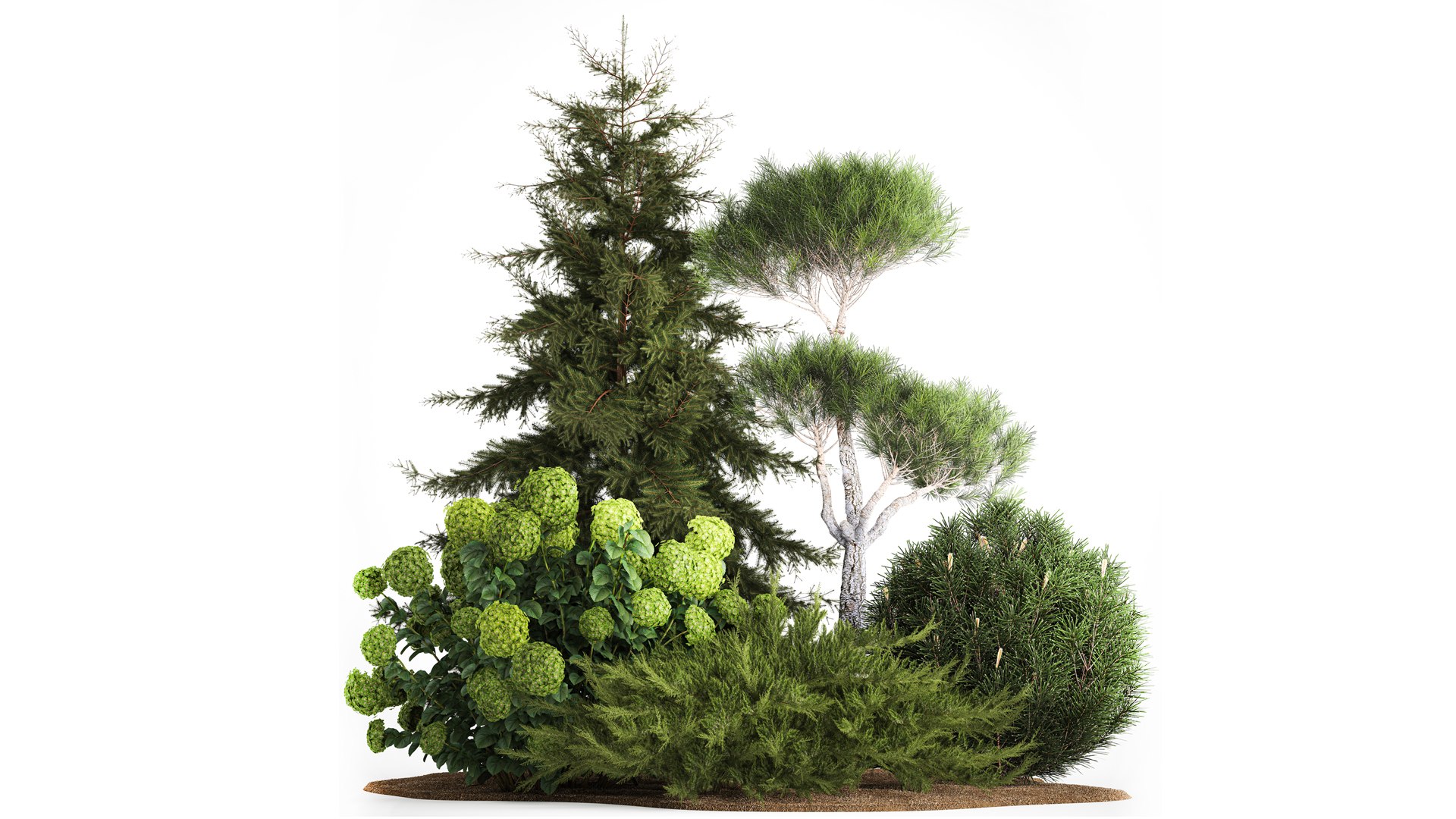 Spruce And Pine Topiary With Hydrangea Bushes For The Garden 1186 3D ...