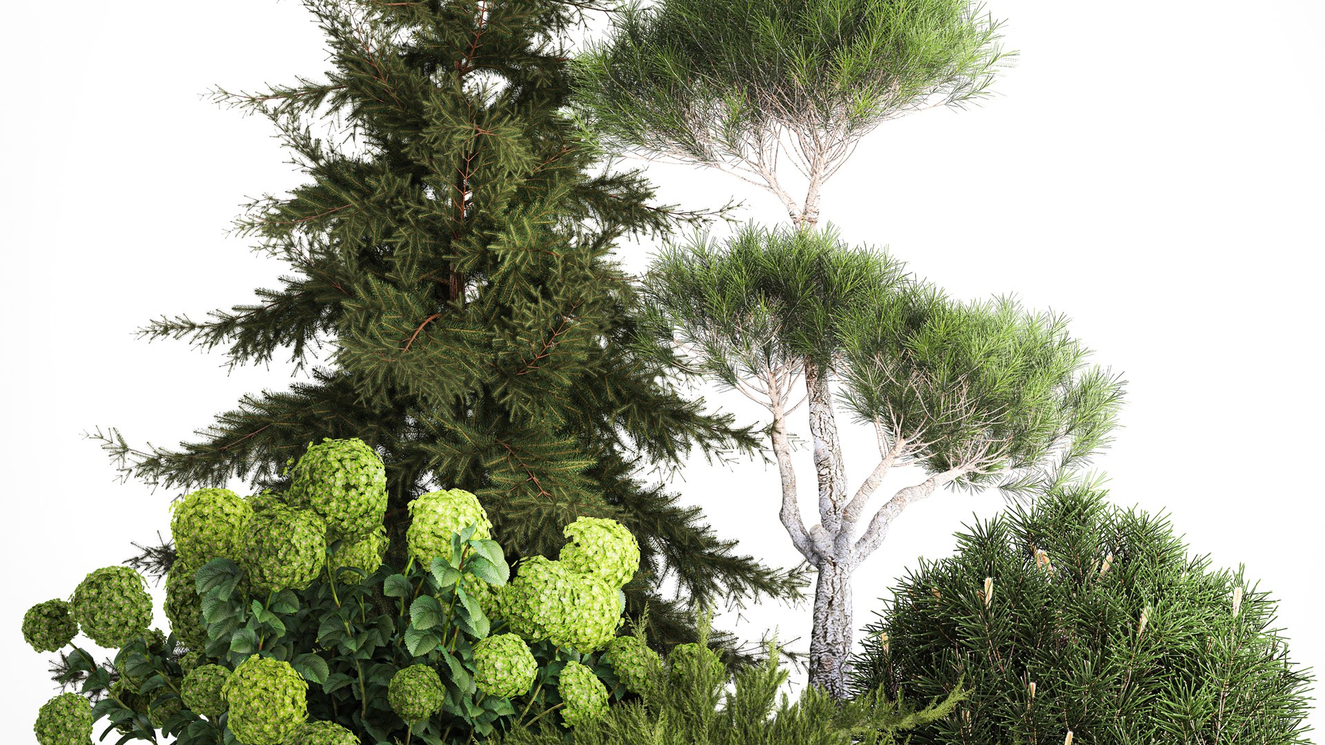 Spruce And Pine Topiary With Hydrangea Bushes For The Garden 1186 3D ...