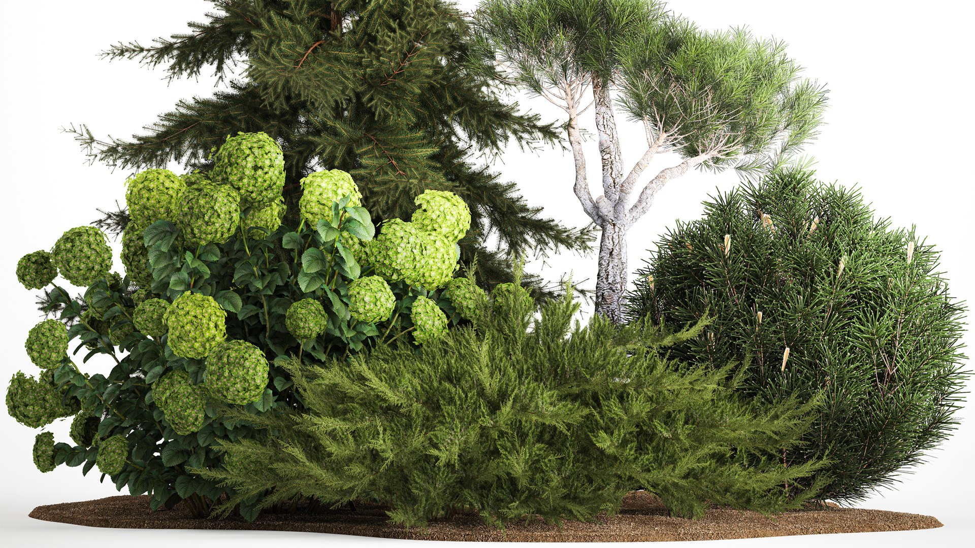 Spruce And Pine Topiary With Hydrangea Bushes For The Garden 1186 3D ...