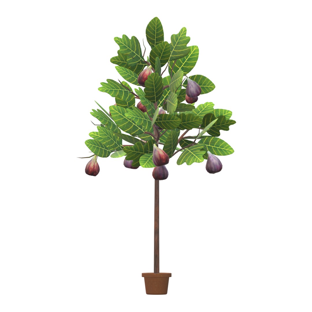 Fig Tree Model - TurboSquid 2329433