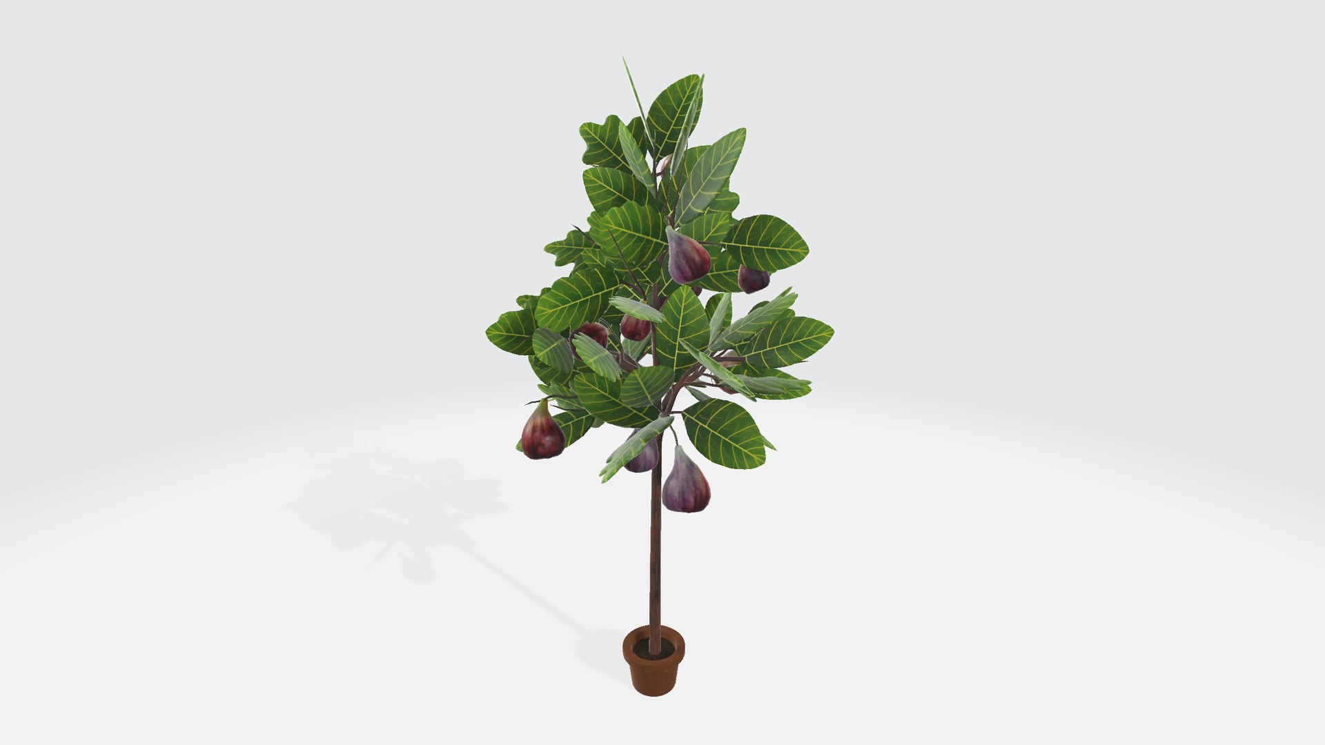 Fig Tree Model - TurboSquid 2329433
