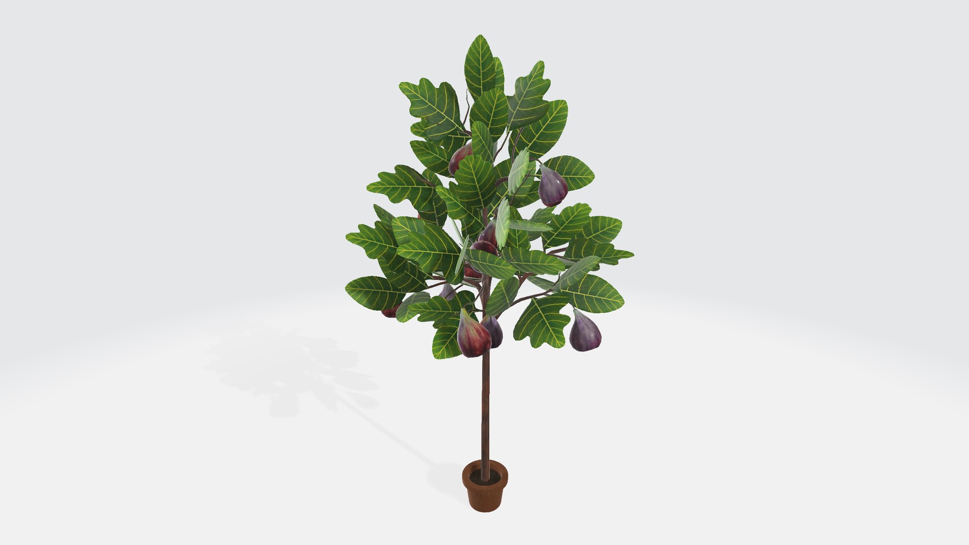 Fig Tree Model - TurboSquid 2329433