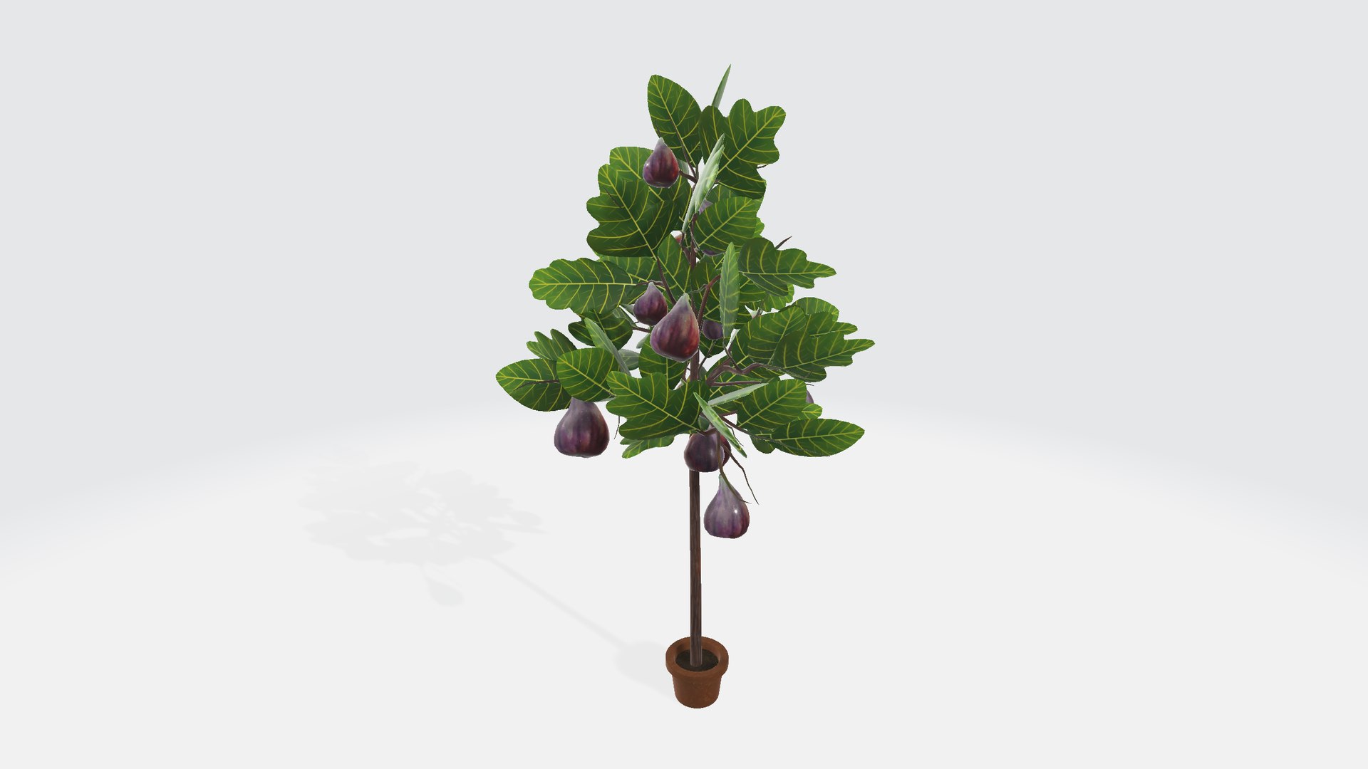 Fig Tree Model - TurboSquid 2329433
