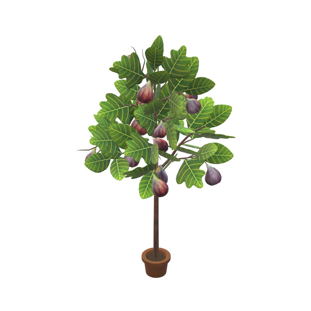 Fig Tree Model - TurboSquid 2329433