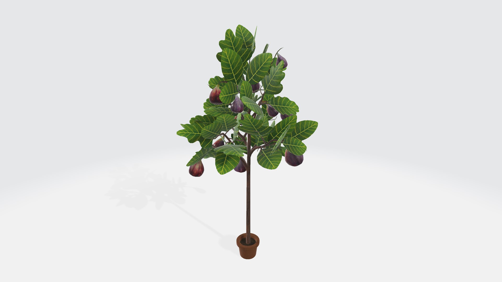 Fig Tree Model - TurboSquid 2329433