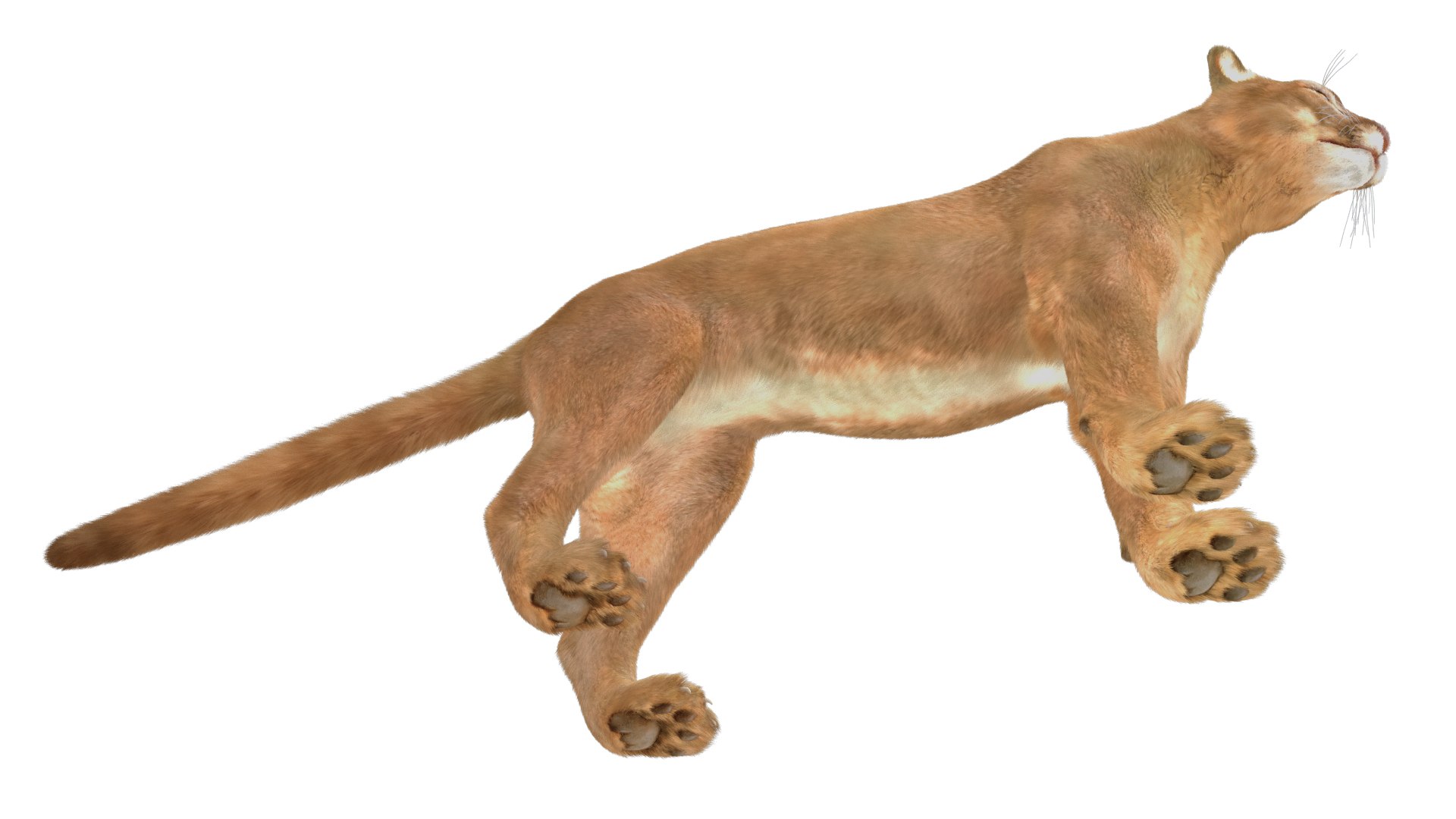 Puma Fur 3D Model - TurboSquid 2239302