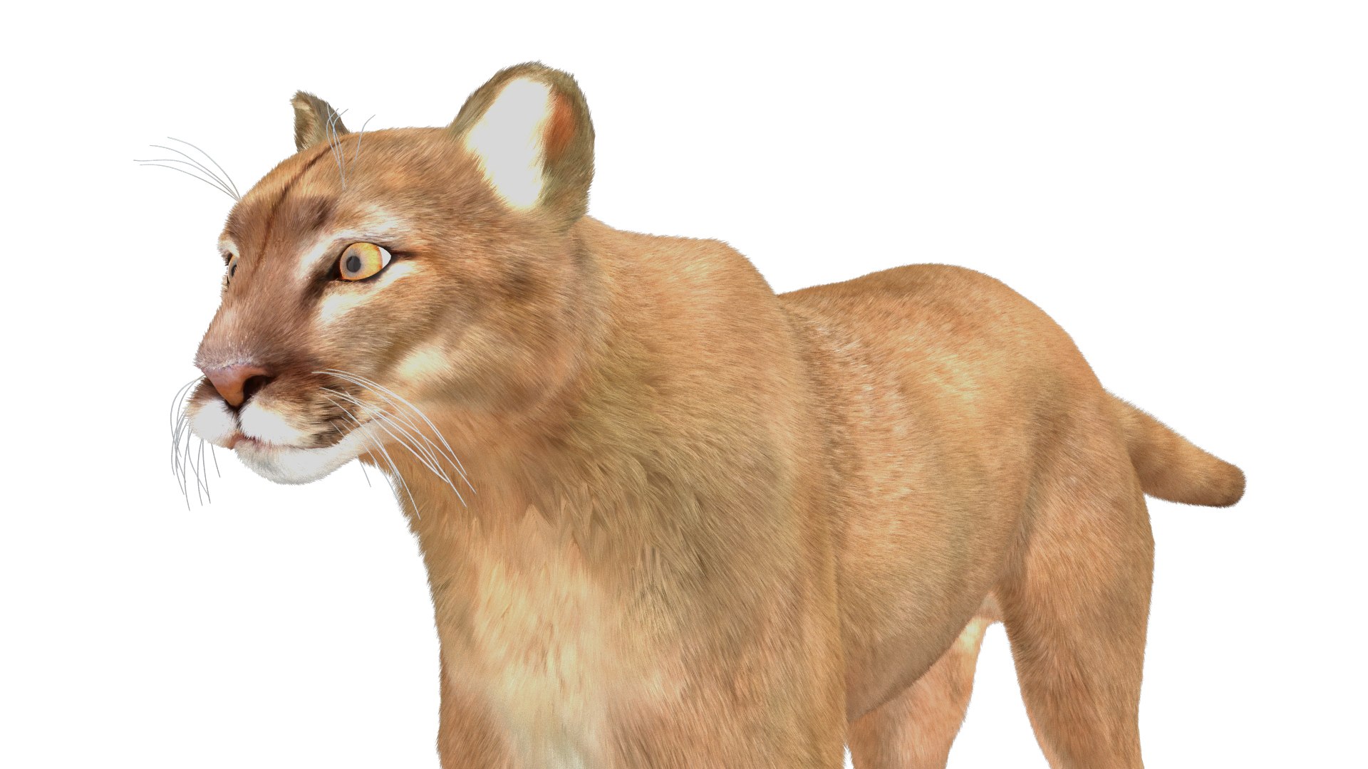 Puma Fur 3D Model - TurboSquid 2239302
