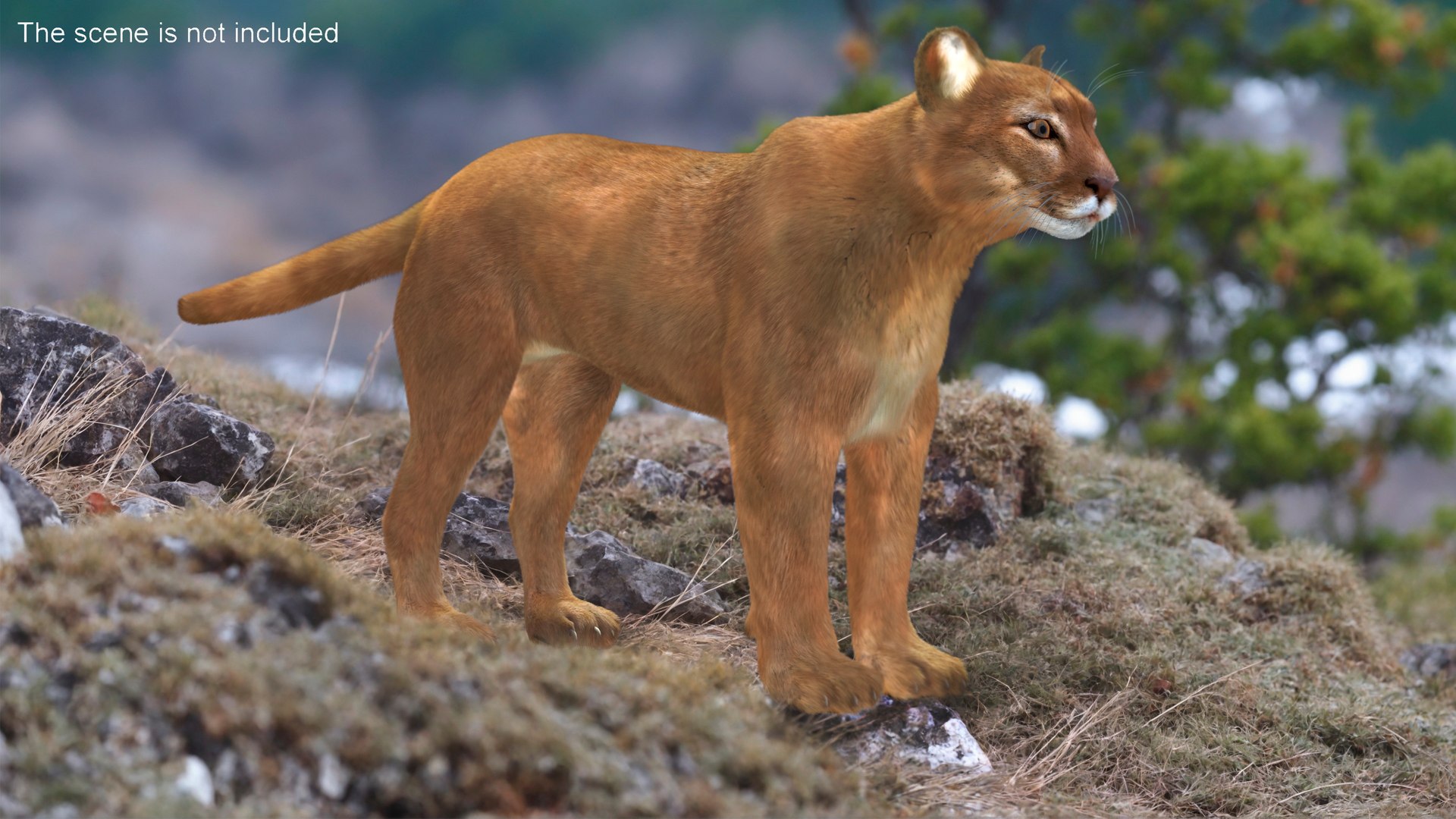 Puma Fur 3D Model - TurboSquid 2239302