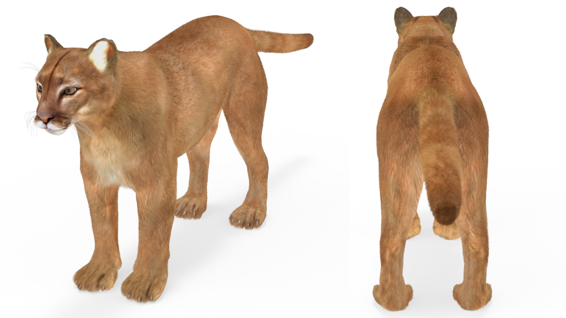 Puma Fur 3D Model - TurboSquid 2239302