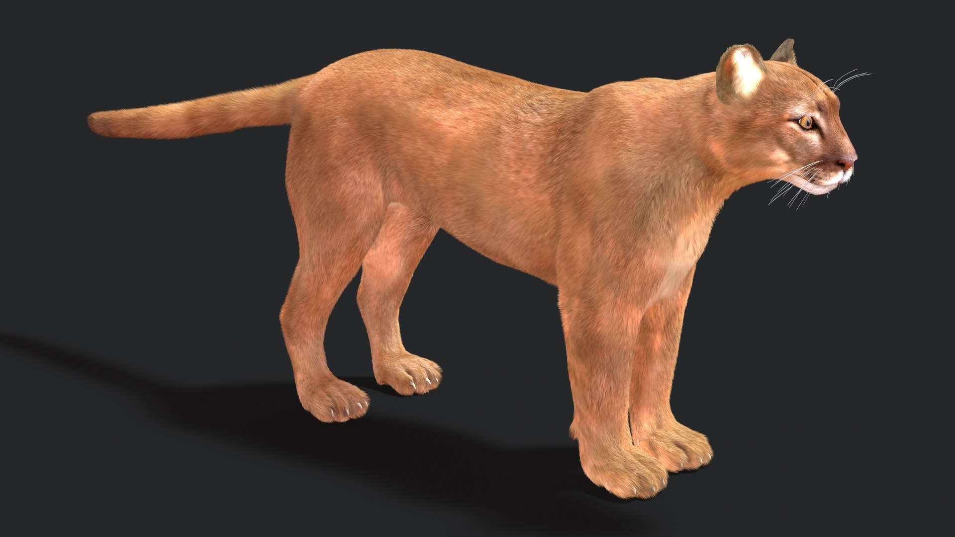 Puma Fur 3D Model - TurboSquid 2239302